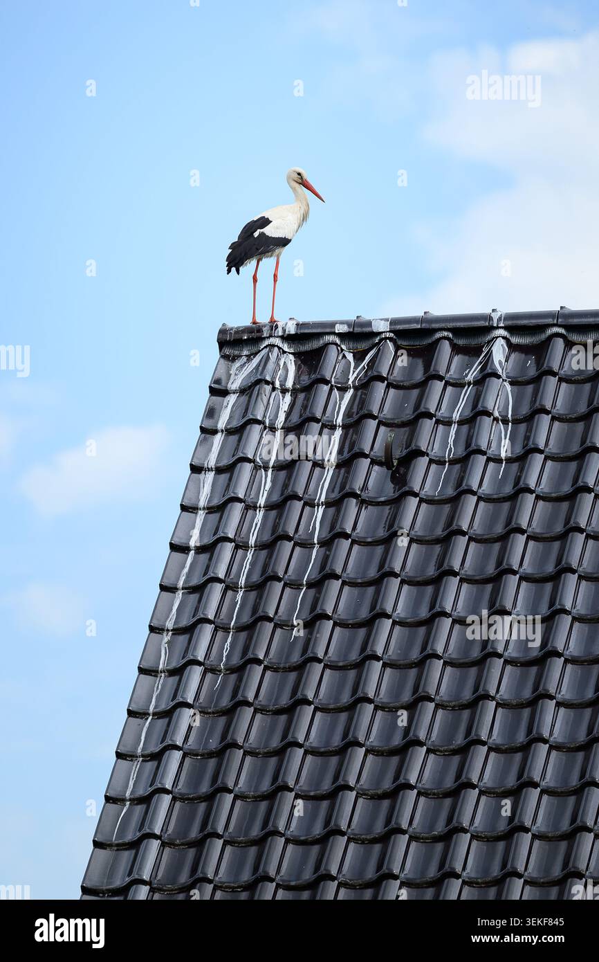 PRODUCTION - 29 May 2026, Hamburg: A stork sits on the roof ridge of a ...