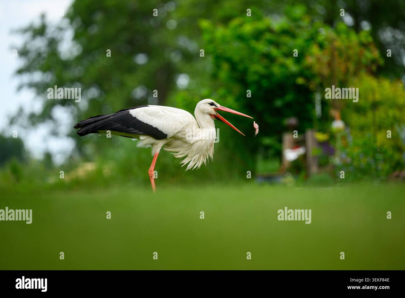 PRODUCTION - 29 May 2026, Hamburg: A stork collects food in its crop in ...