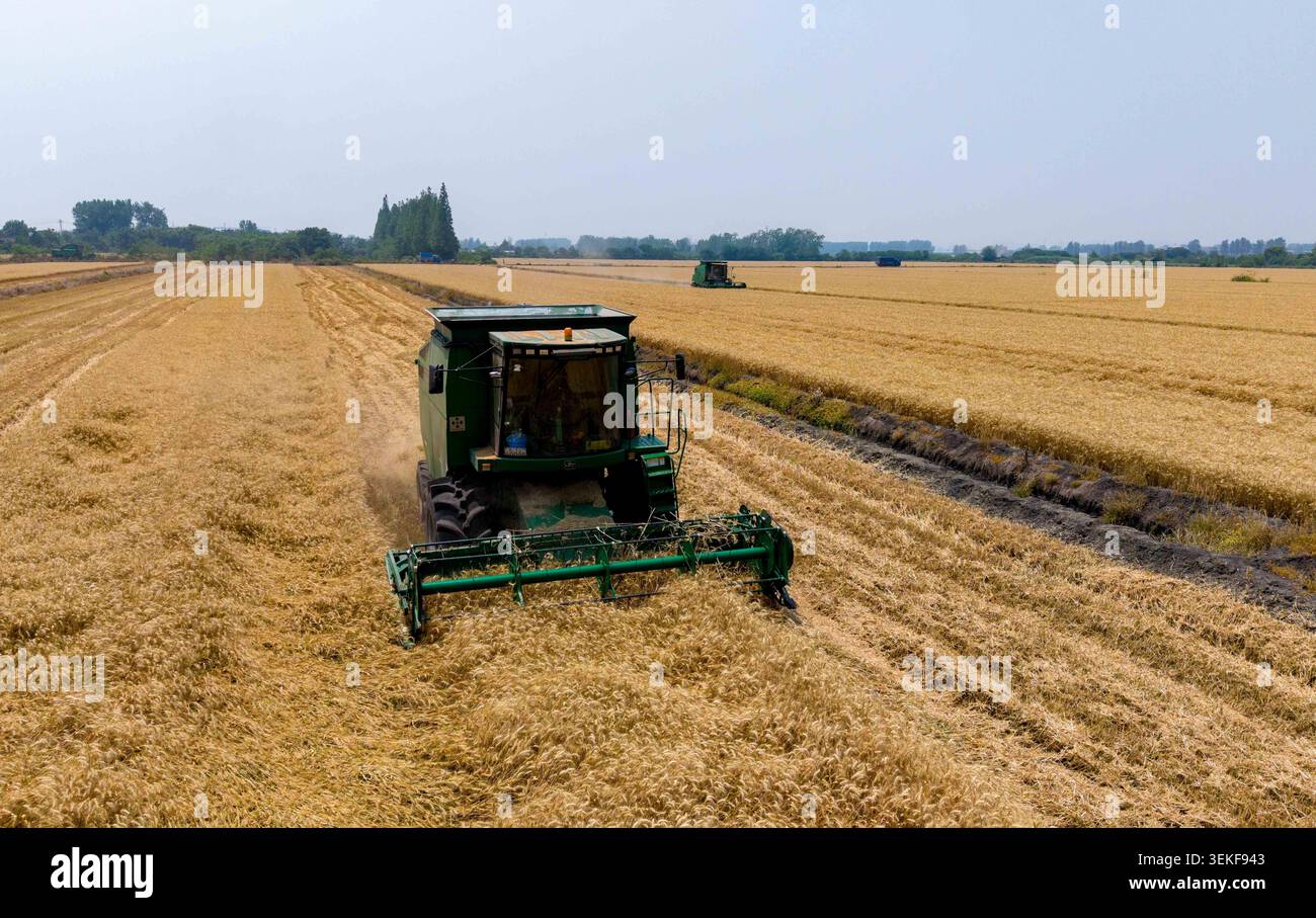 Farmers operate harvesters in a wheat field at Hongqi Seed Farm in ...