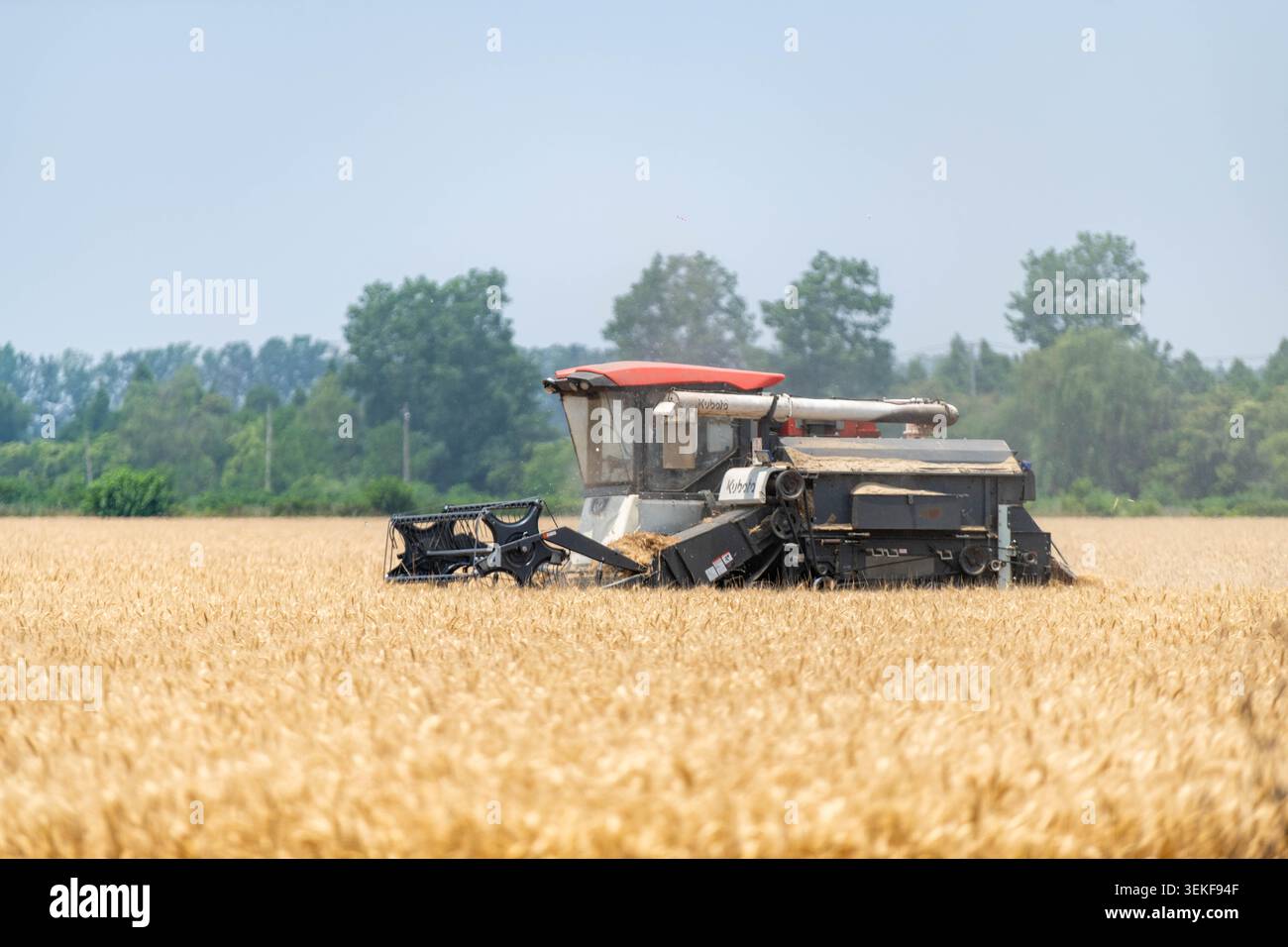 Farmers operate harvesters in a wheat field at Hongqi Seed Farm in ...