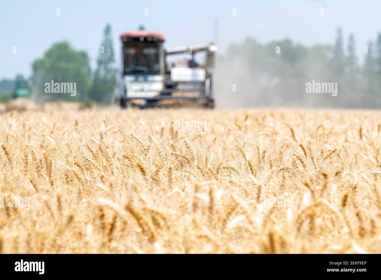 Farmers operate harvesters in a wheat field at Hongqi Seed Farm in ...
