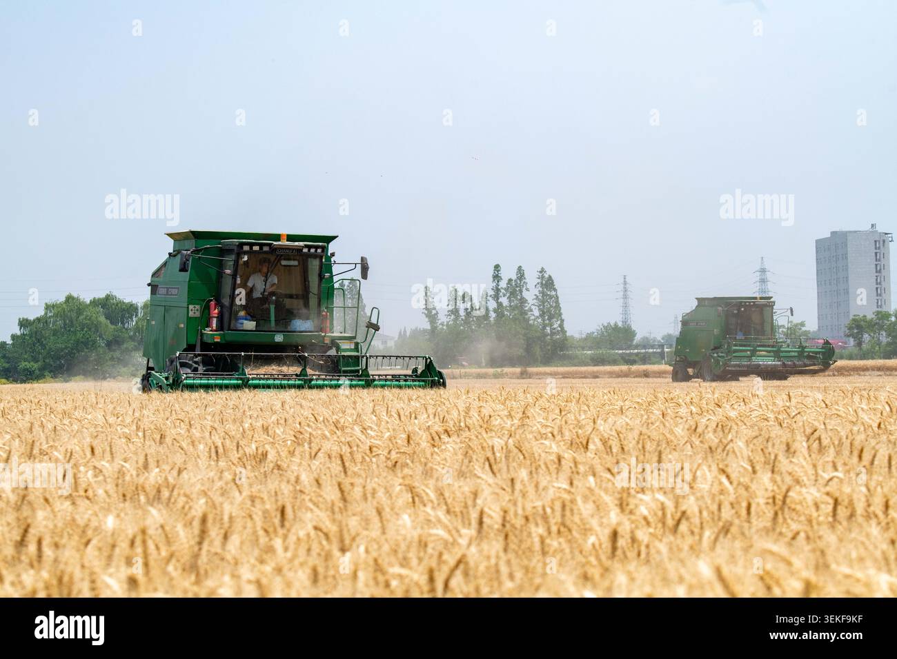 Farmers operate harvesters in a wheat field at Hongqi Seed Farm in ...