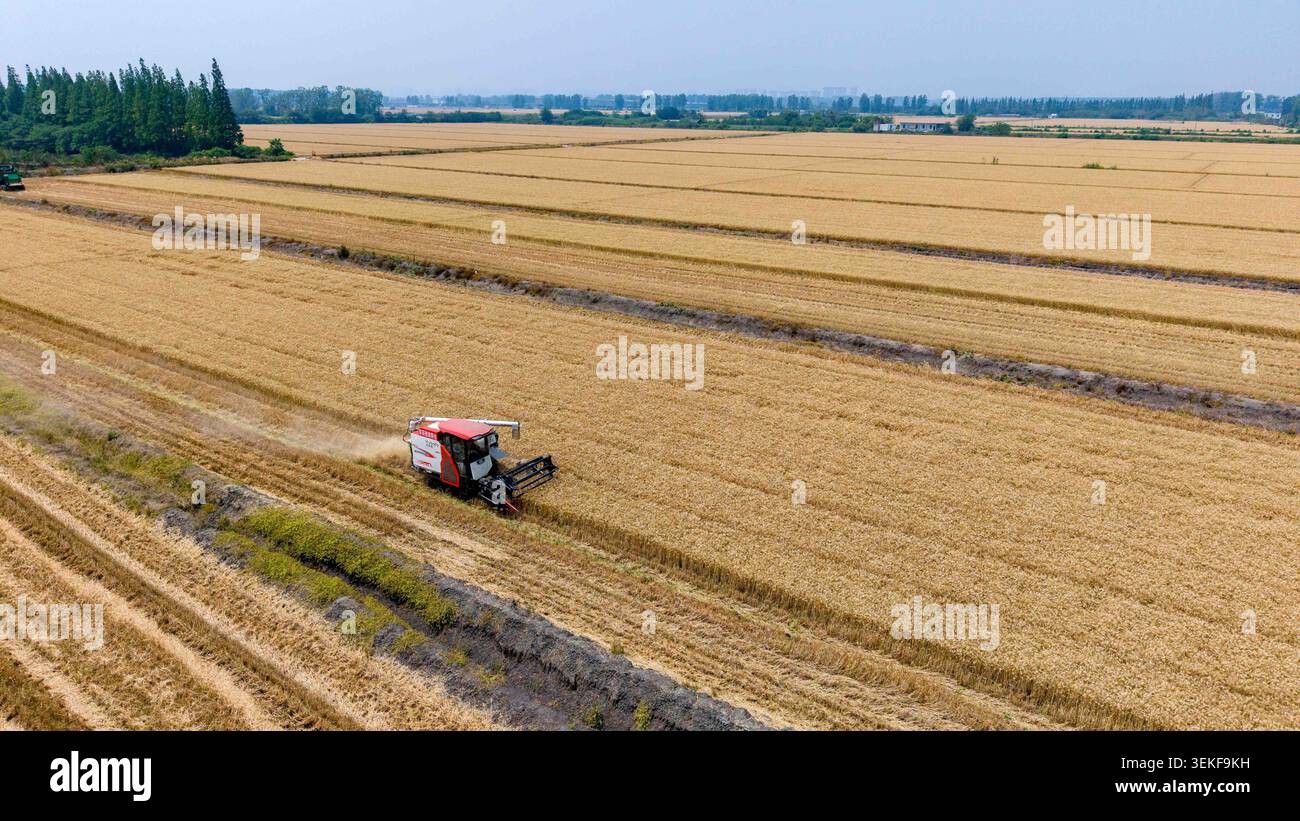 Farmers operate harvesters in a wheat field at Hongqi Seed Farm in ...