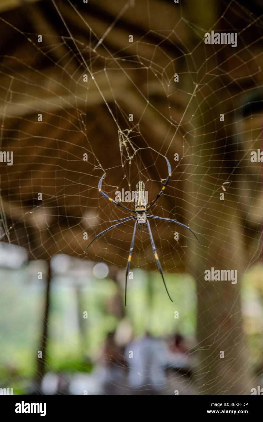poisonous spider in a web Ubud Ubud Bali Indonesia Stock Photo - Alamy