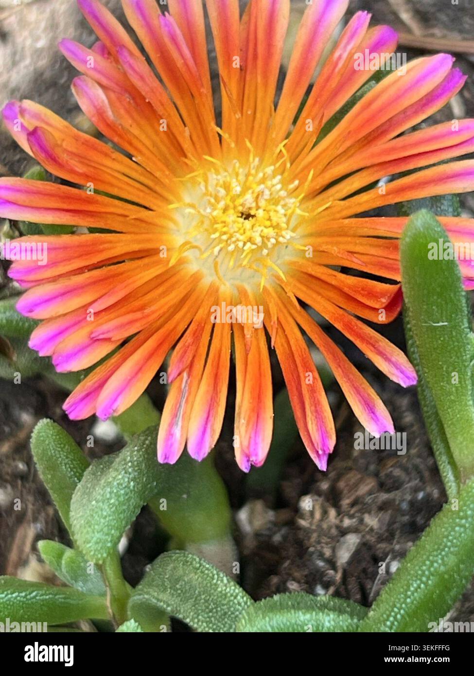 An ice plant (Delosperma) flower appears on Long Island, New York, on ...