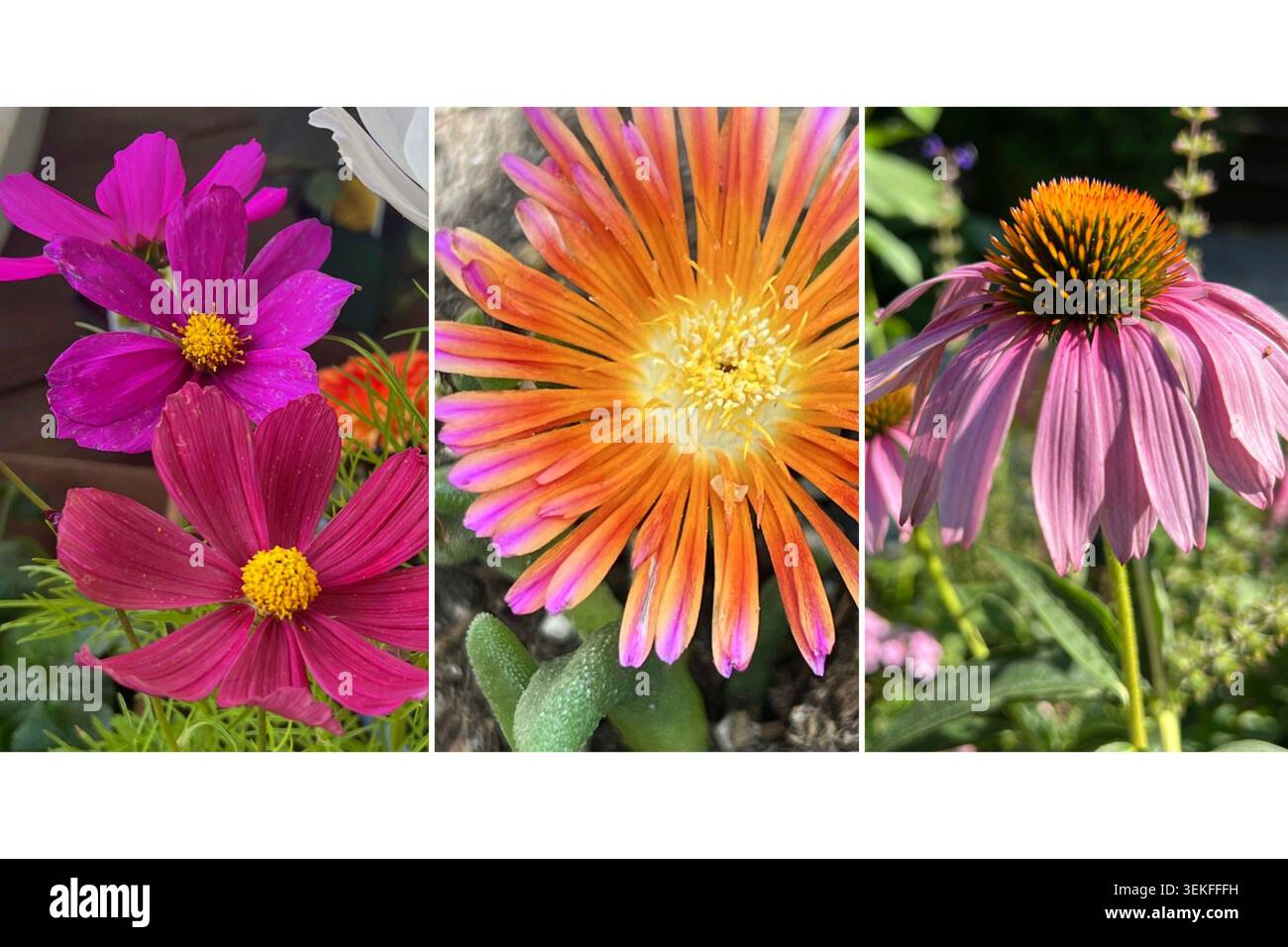 This combination of images show heat tolerant flowers, from left ...