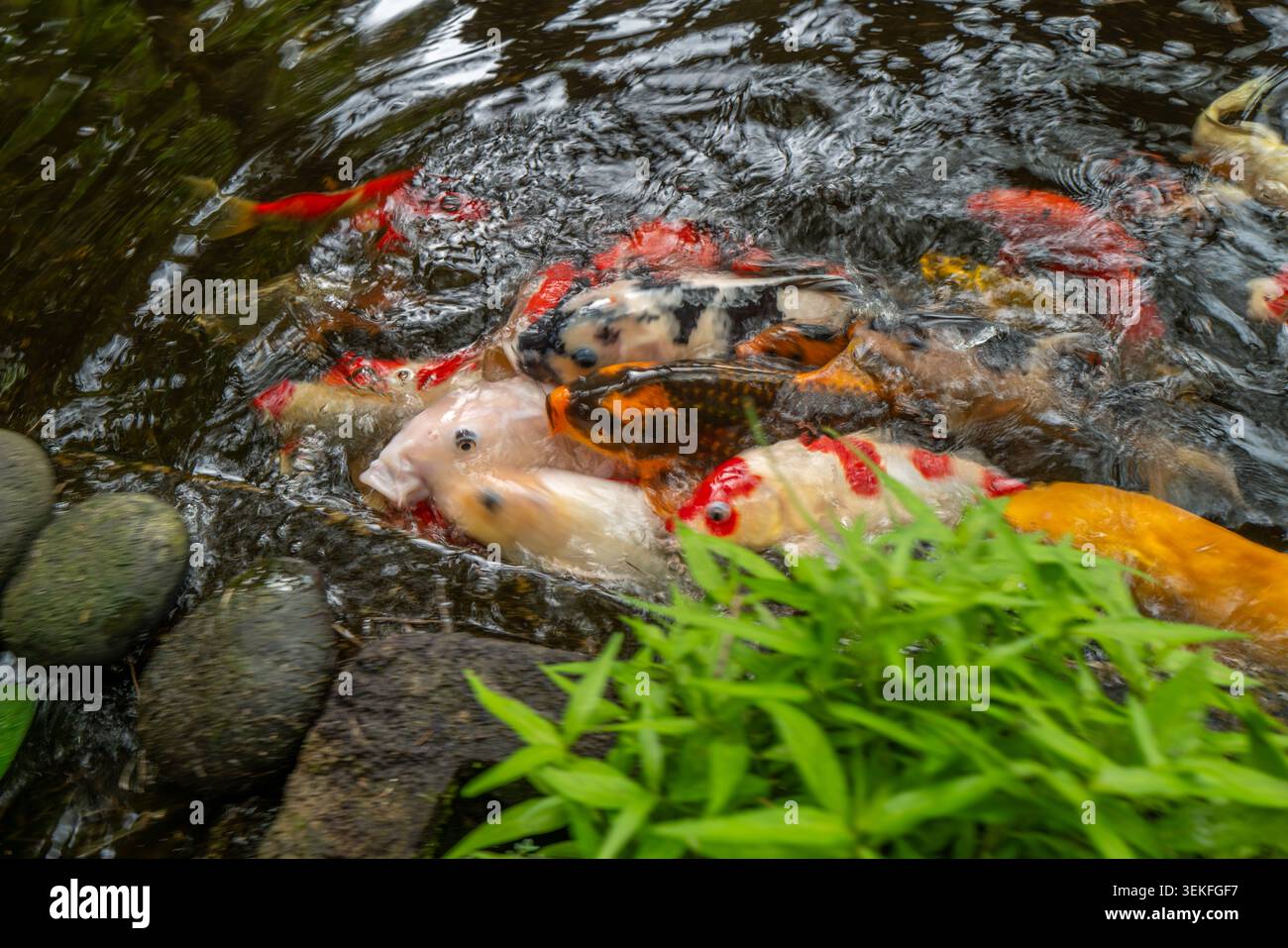 koi fish in a pond Ubud Ubud Bali Indonesia Stock Photo - Alamy
