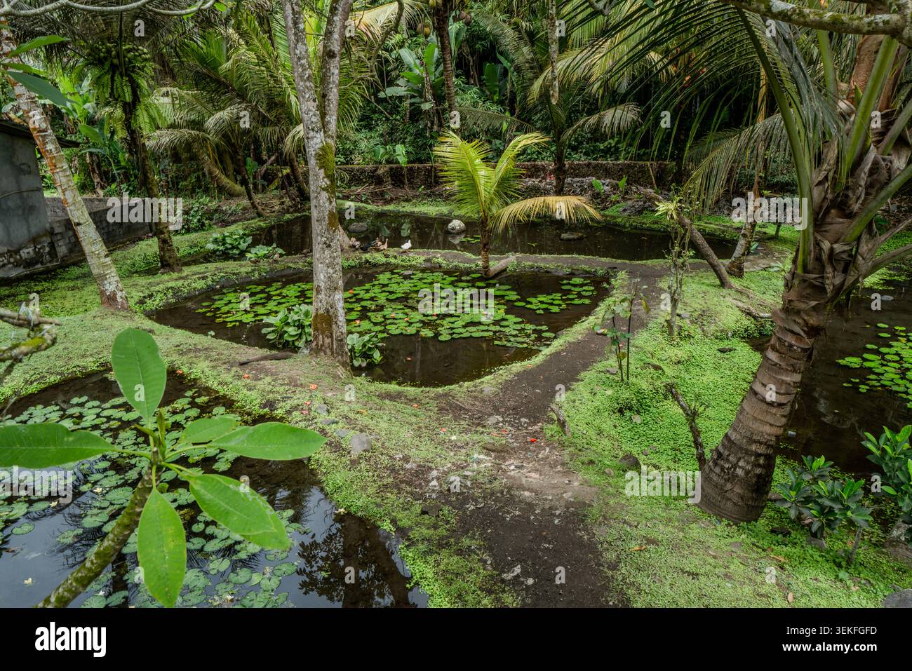 Fish ponds in the jungle Ubud Ubud Bali Indonesia Stock Photo - Alamy