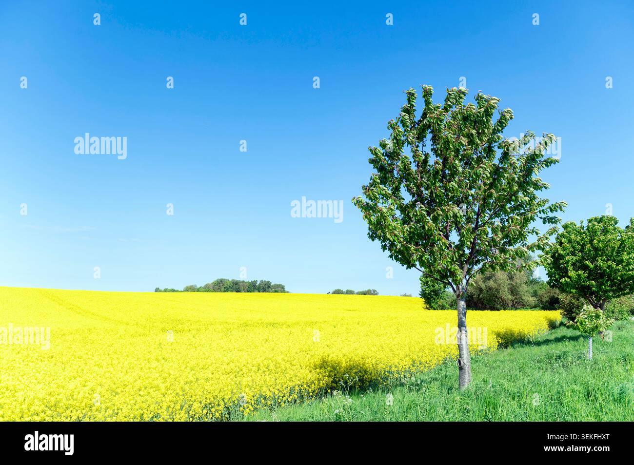 Barth Glowitz Mecklenburg-Western Pomerania Germany May 2026 ...