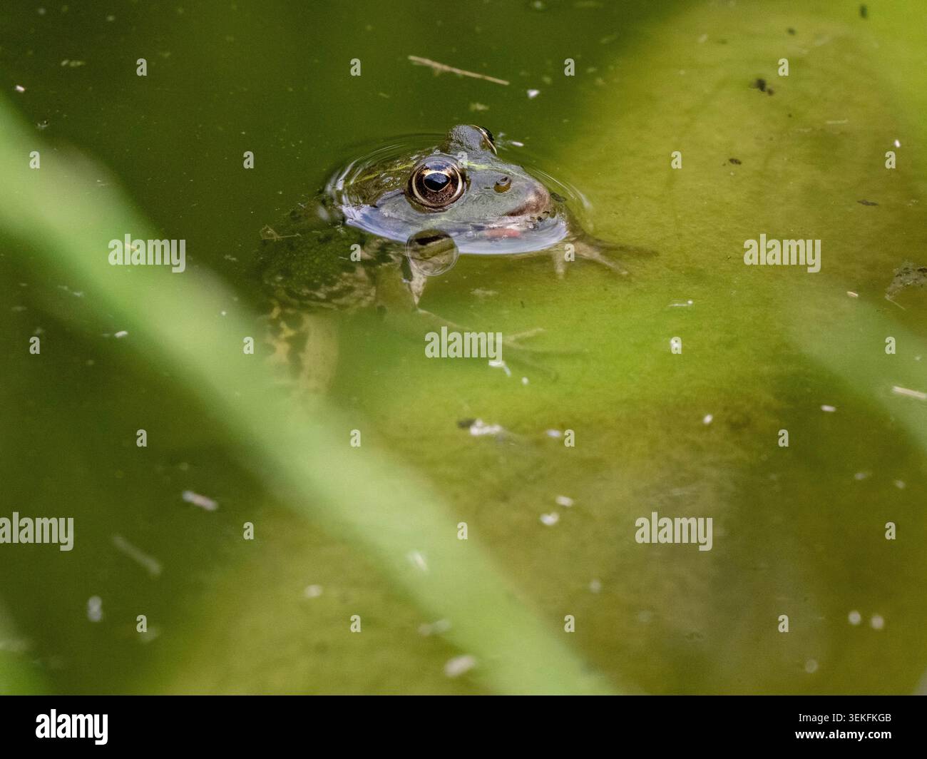 A green frog in Franqueville, France, on May 28, 2026. Photo by Mario ...