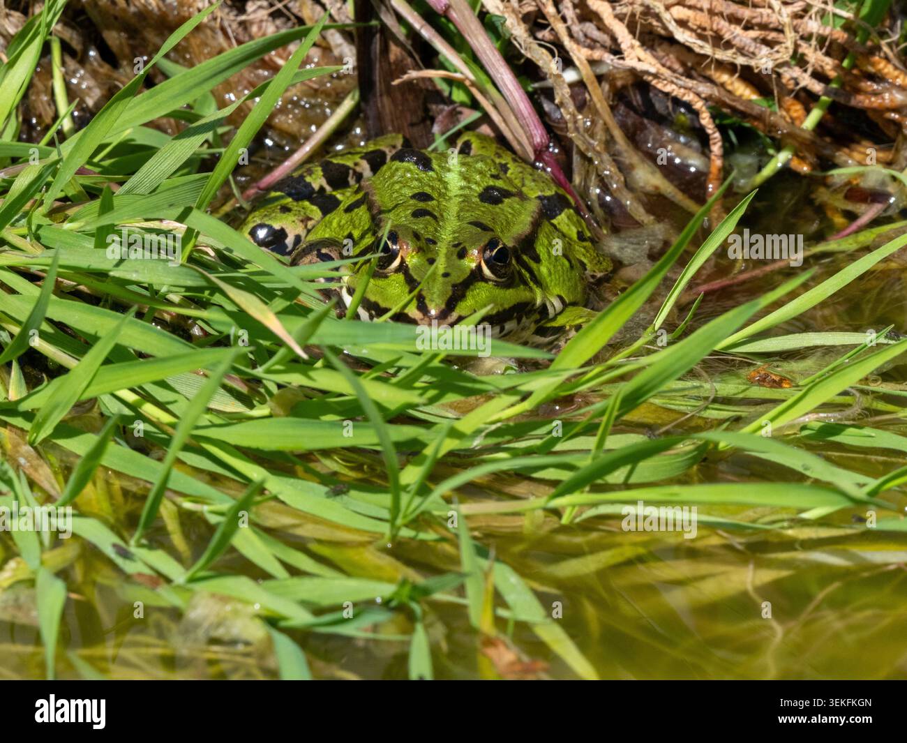 A green frog in Franqueville, France, on May 28, 2026. Photo by Mario ...