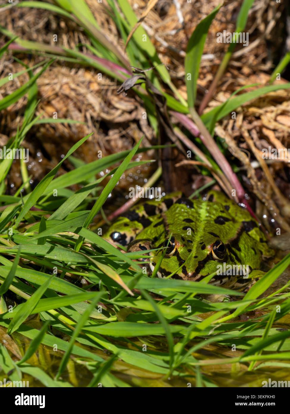 A green frog in Franqueville, France, on May 28, 2026. Photo by Mario ...