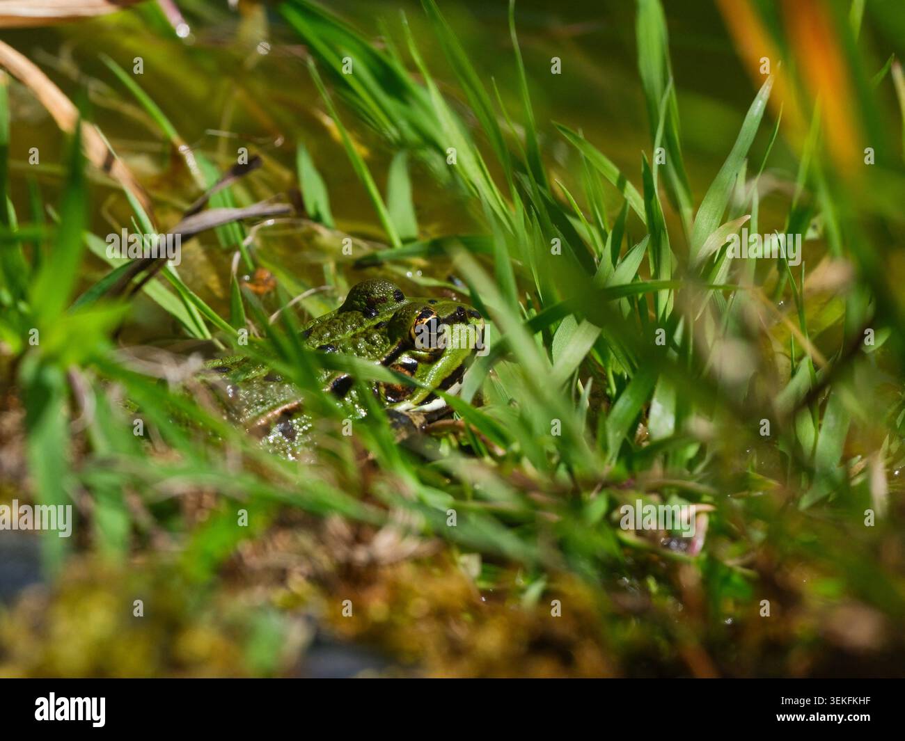 A green frog in Franqueville, France, on May 28, 2026. Photo by Mario ...