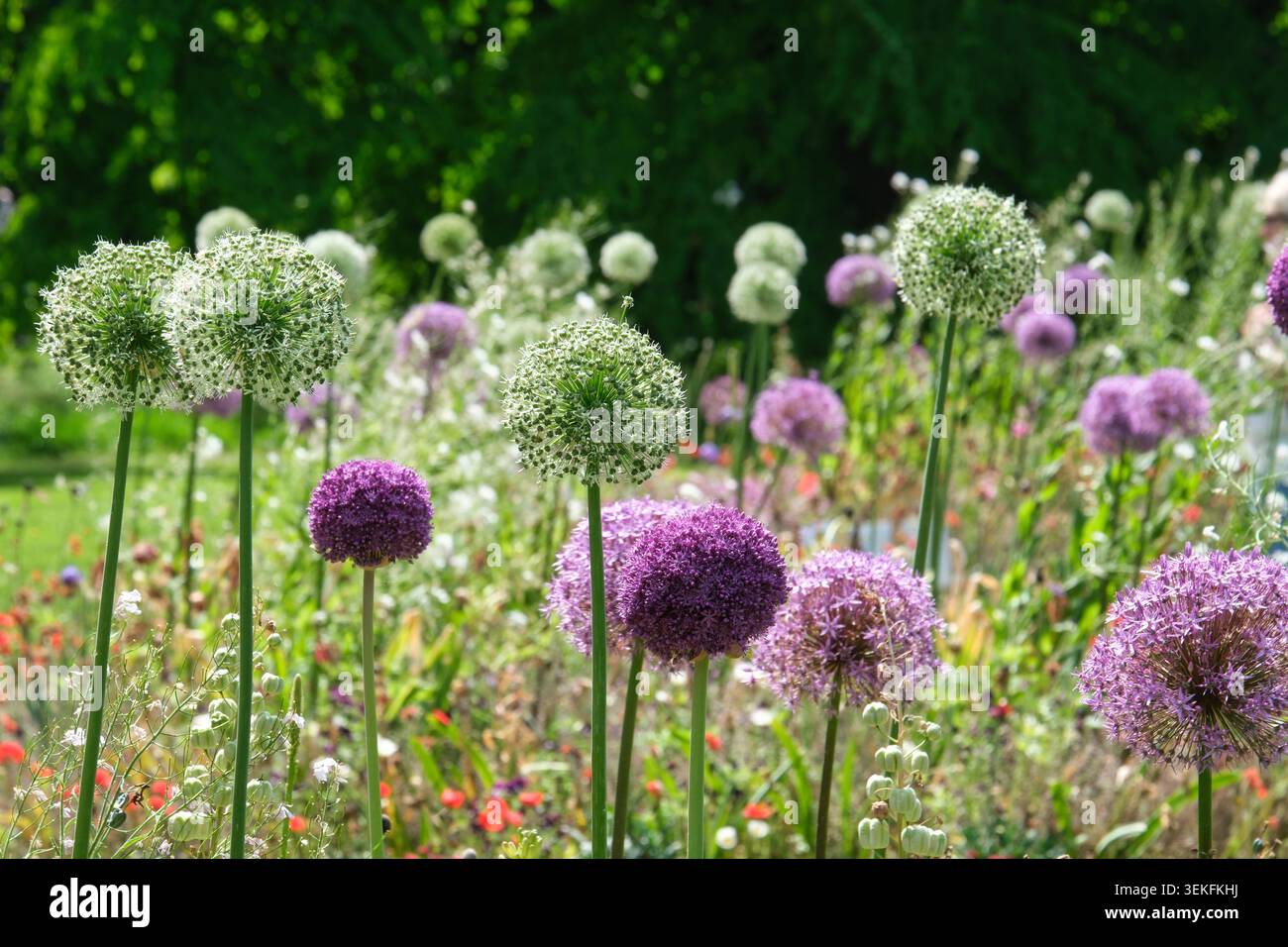 Blühender Zierlauch *** Flowering ornamental leeks Stock Photo - Alamy