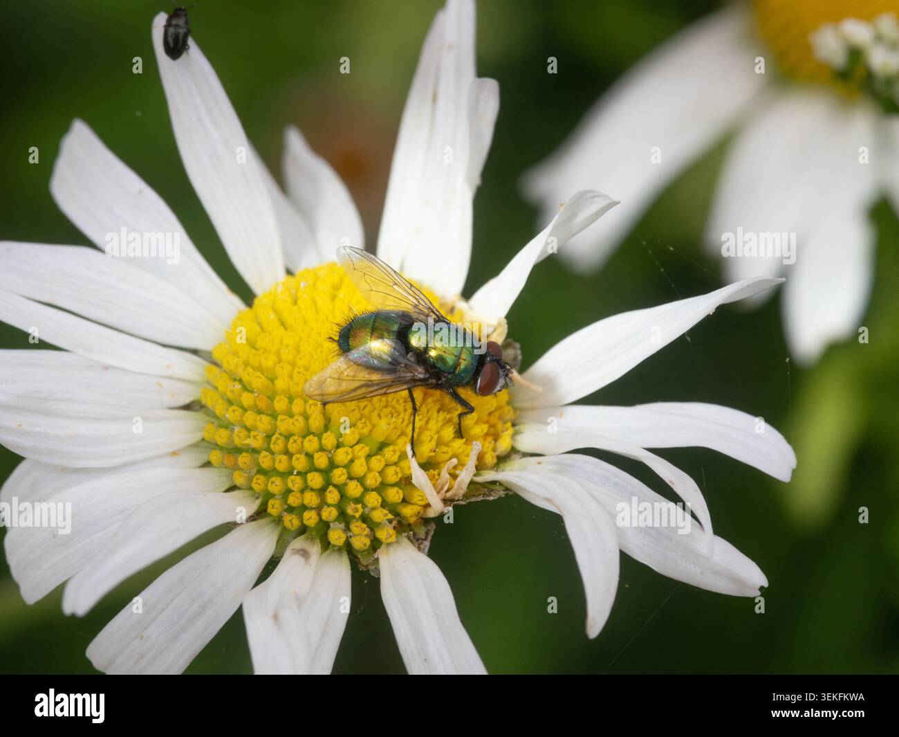 A variety of fly is seen on a flower in Franqueville, France on May 31 ...