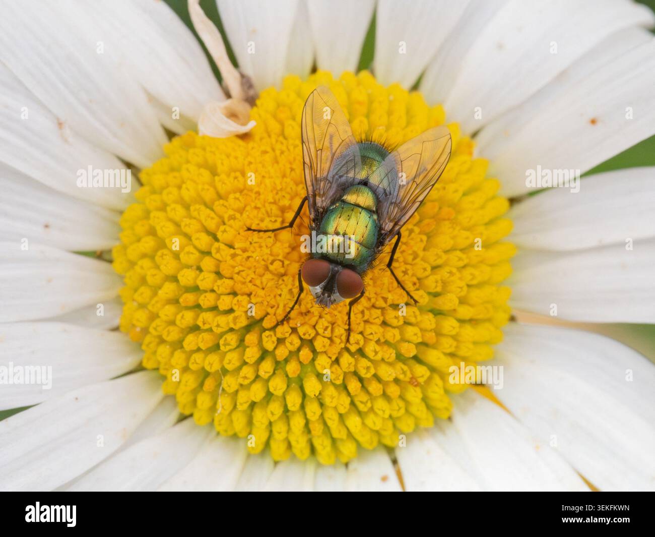 A variety of fly is seen on a flower in Franqueville, France on May 31 ...