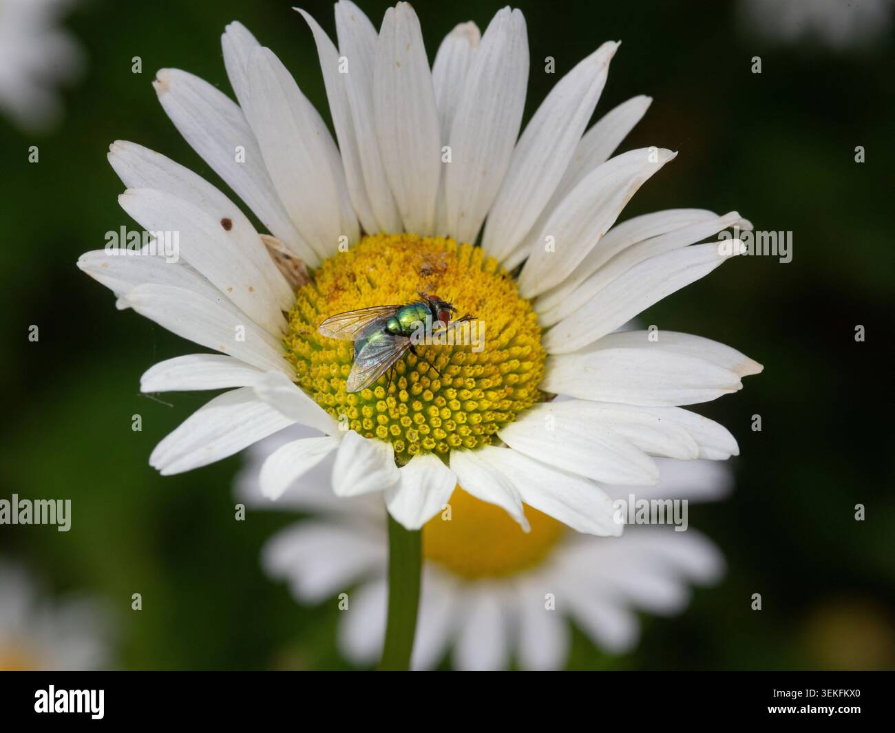 A variety of fly is seen on a flower in Franqueville, France on May 31 ...