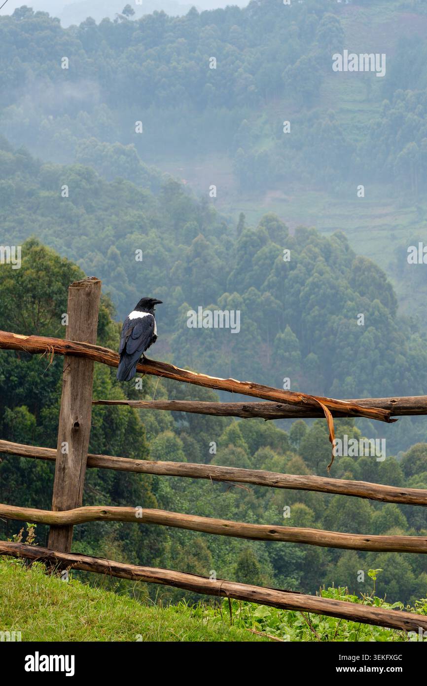 Pied Crow (Corvus albus), perched on a rustic wooden fence overlooking ...