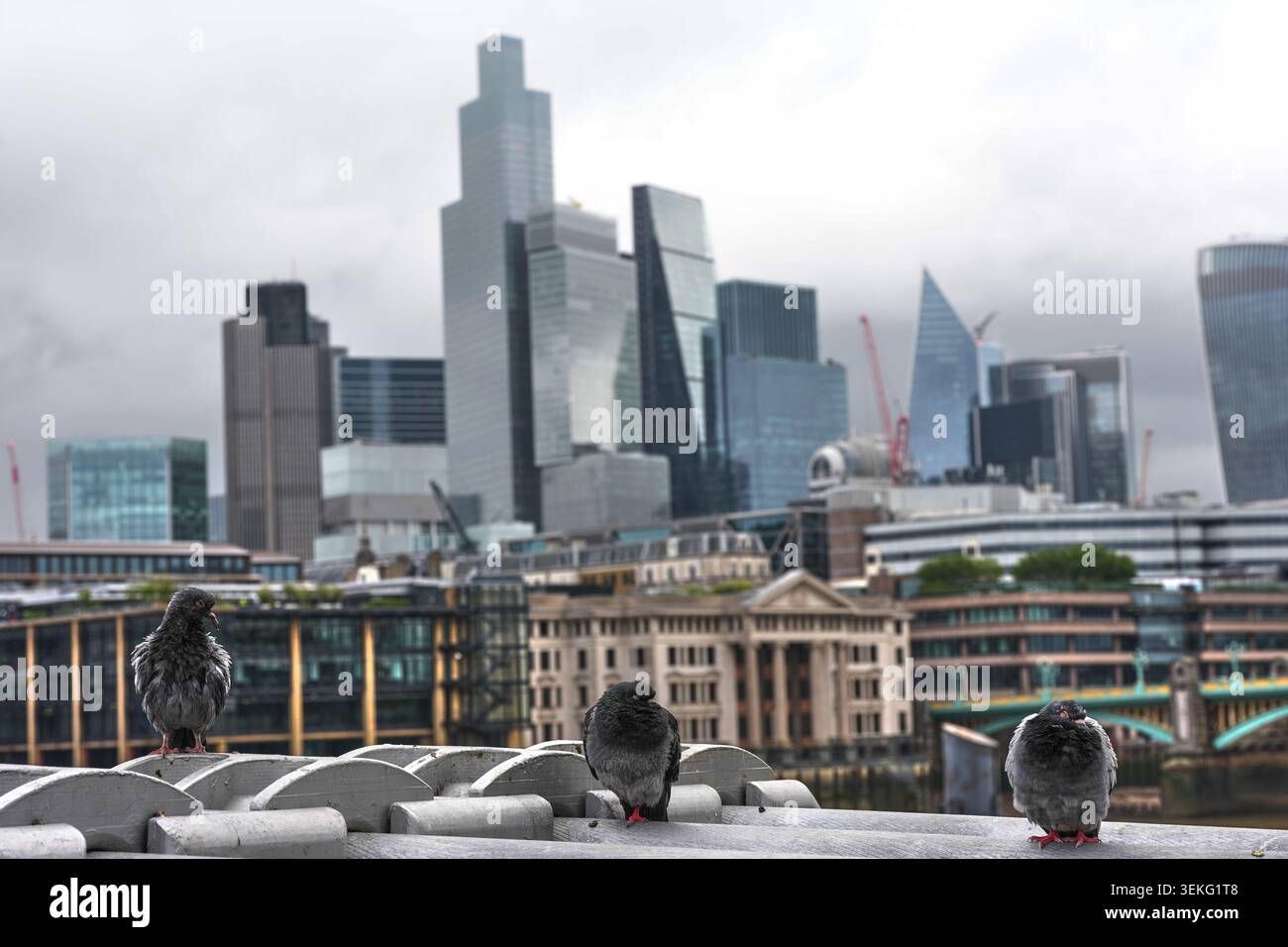 Pigeons huddle in front of a view of the City of London after rain ...