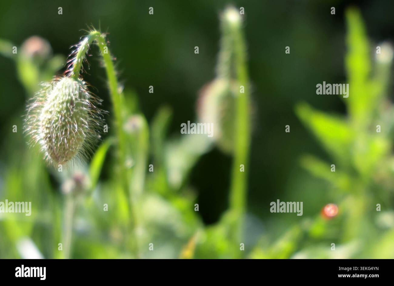 Natur 01.06.2026, Ostramondra, Knospe vom Orientalischen Mohn Papaver ...