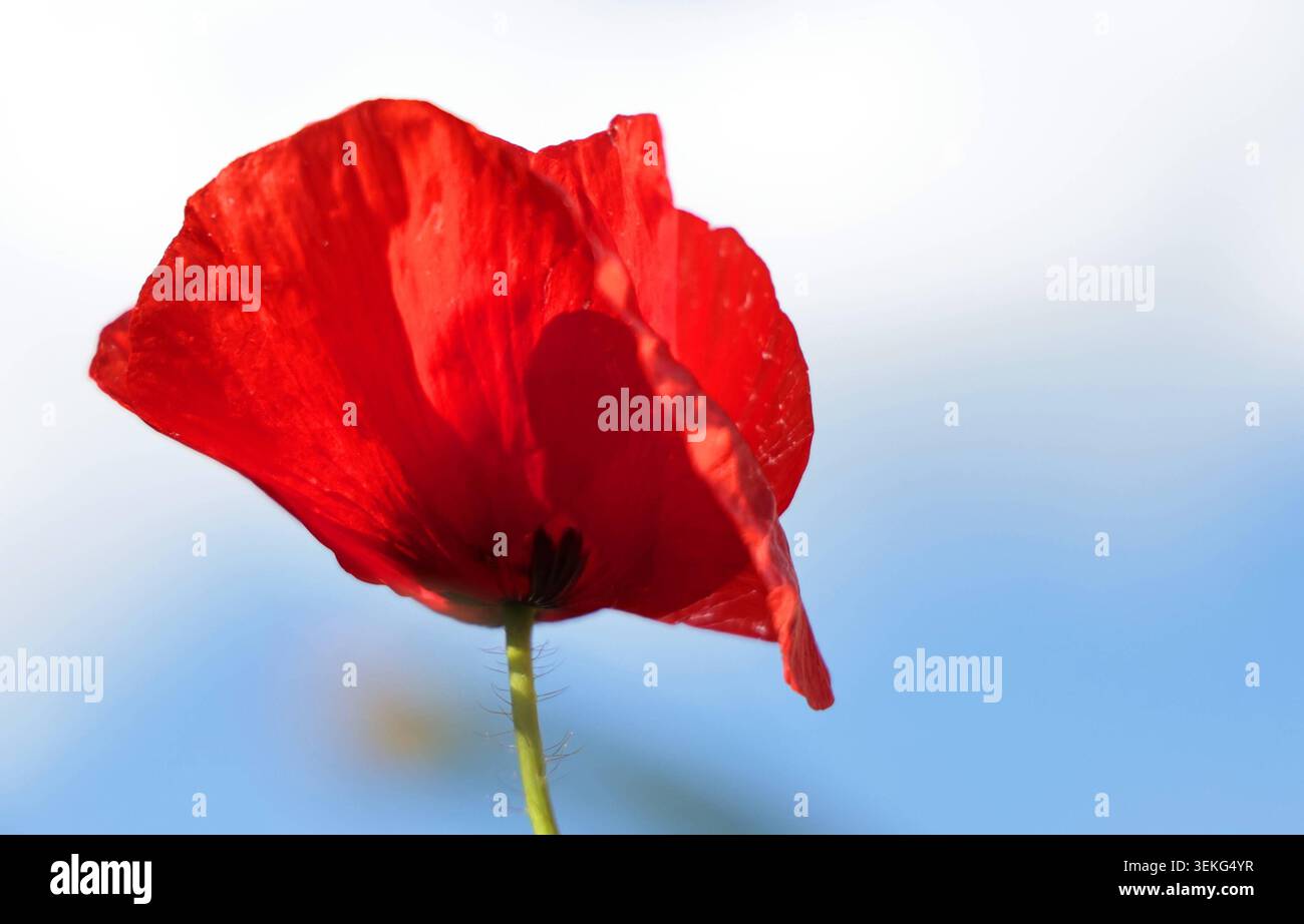 Natur 01.06.2026, Ostramondra, roter Mohn / Mohnblume / Klatschmohn ...