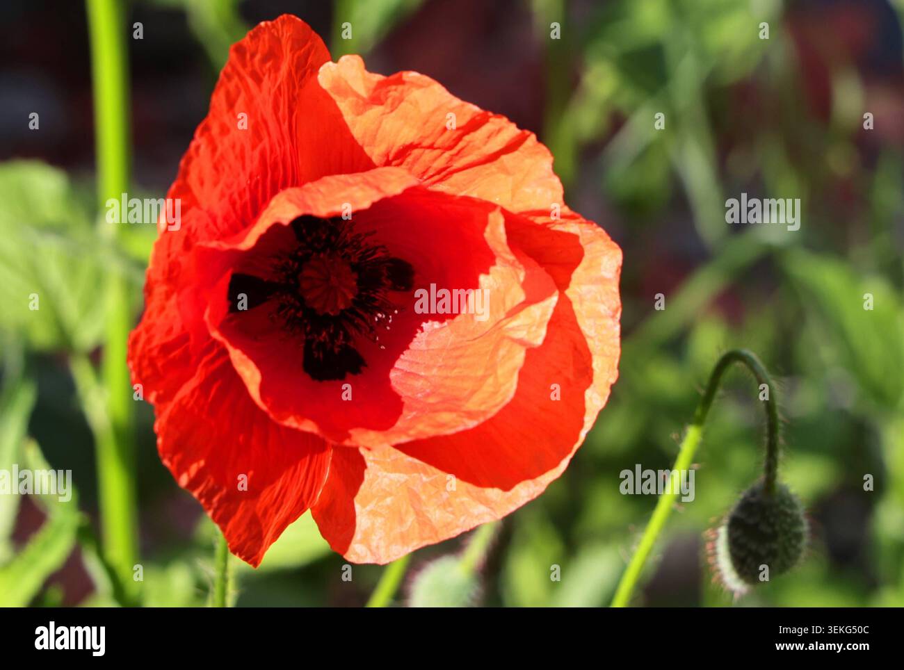 Natur 01.06.2026, Ostramondra, roter Mohn / Mohnblume / Klatschmohn ...