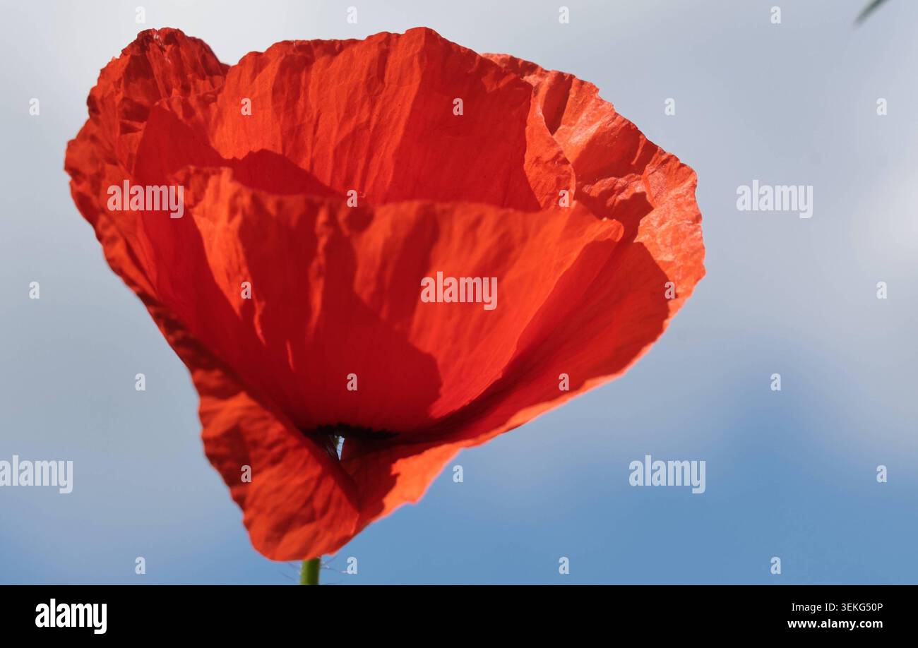 Natur 01.06.2026, Ostramondra, roter Mohn / Mohnblume / Klatschmohn ...