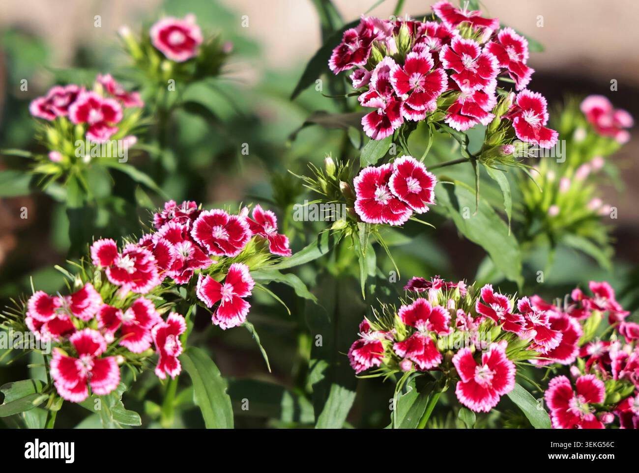 Natur 01.06.2026, Ostramondra, rosa rote Bartnelken Dianthus barbatus ...