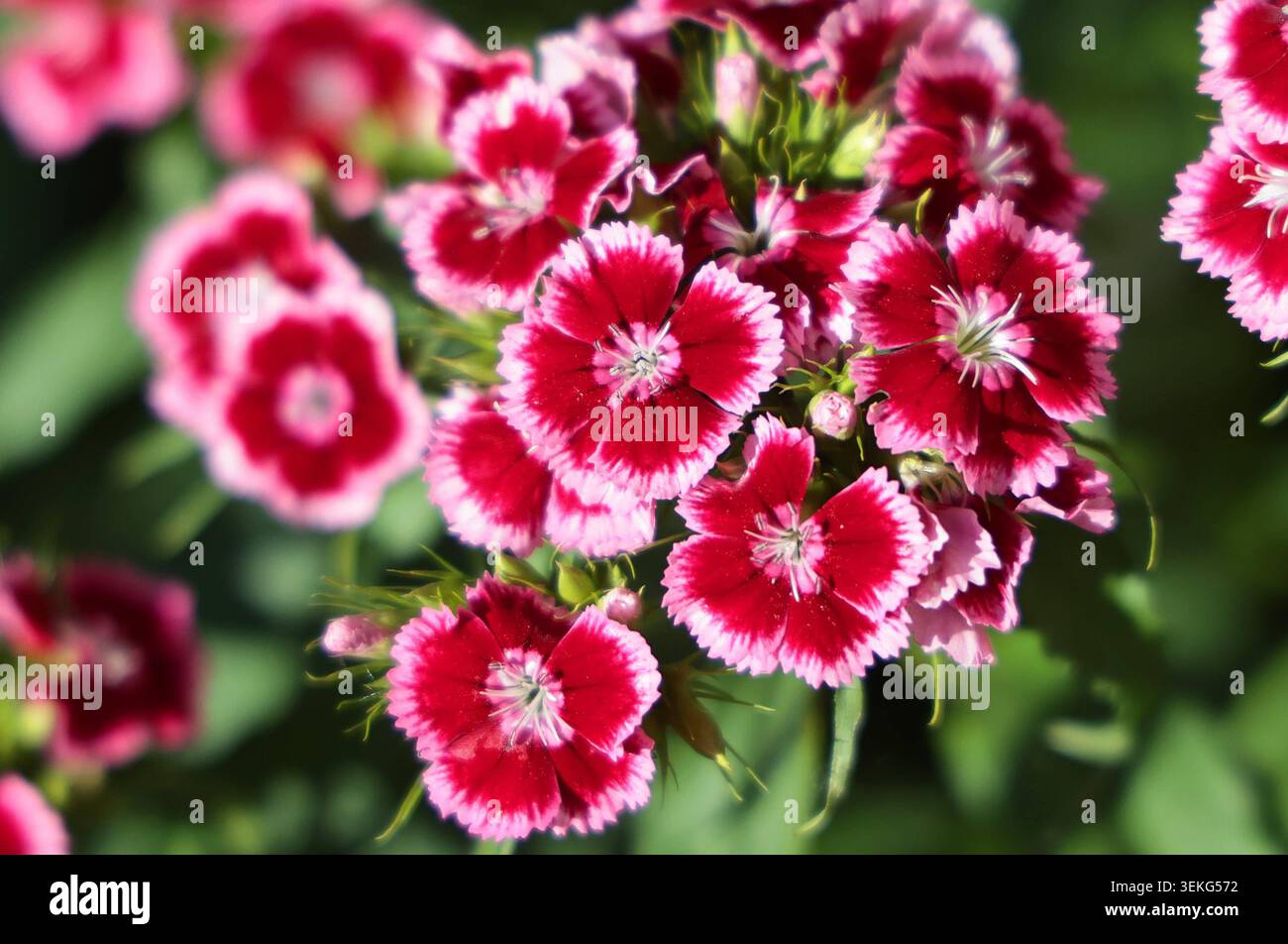 Natur 01.06.2026, Ostramondra, rosa rote Bartnelken Dianthus barbatus ...