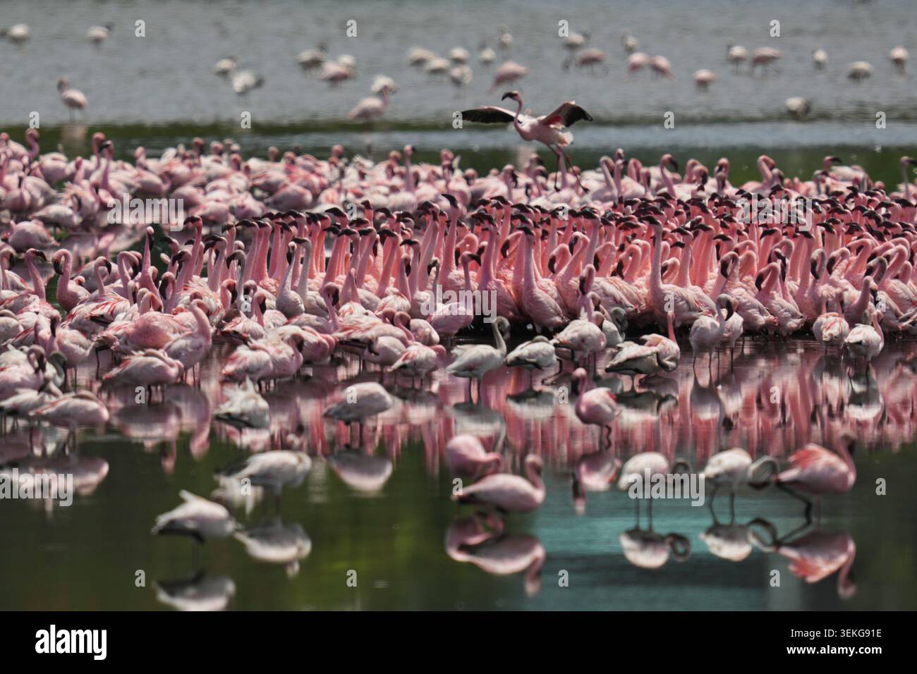 A flamboyance of flamingoes feeds at a creek in Navi Mumbai, India ...