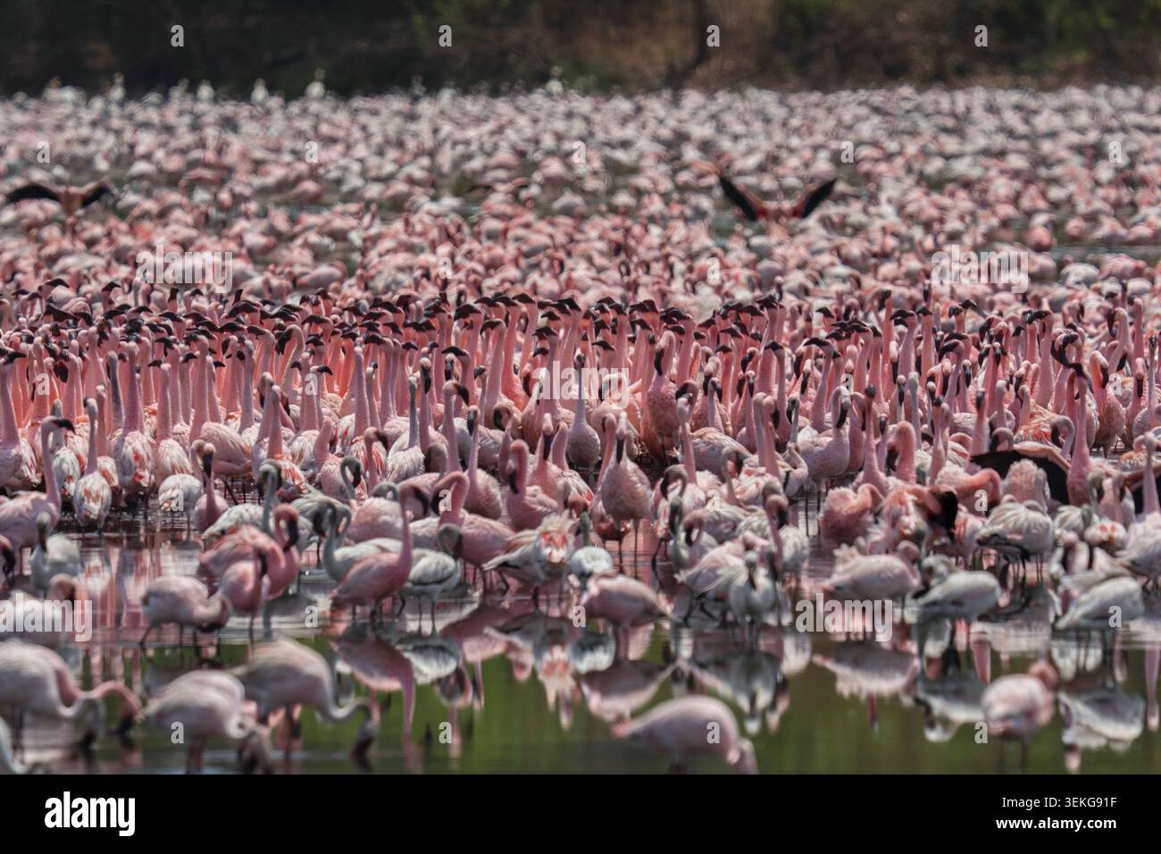 A flamboyance of flamingoes feeds at a creek in Navi Mumbai, India ...