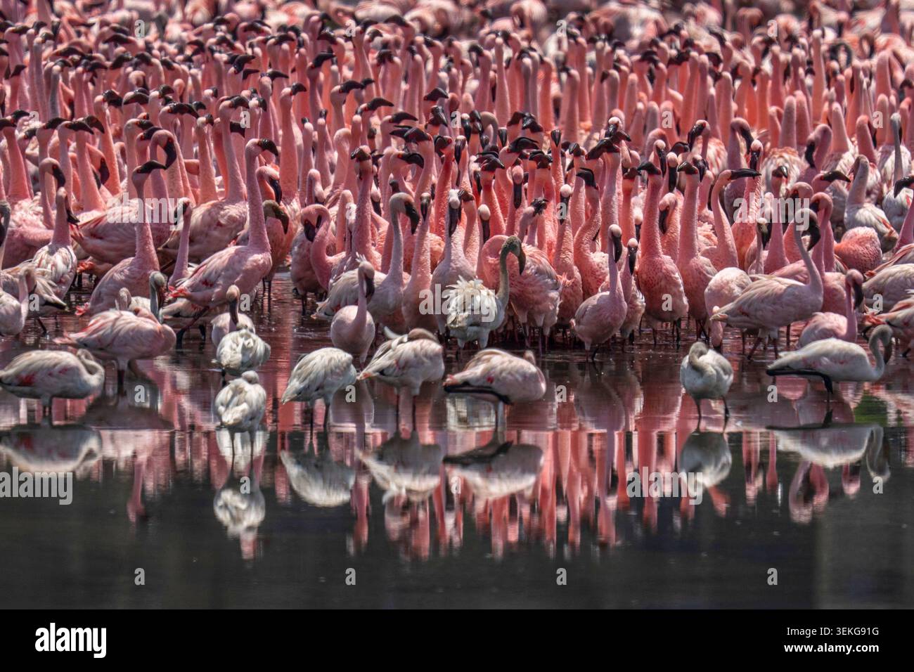 A flamboyance of flamingoes feeds at a creek in Navi Mumbai, India ...