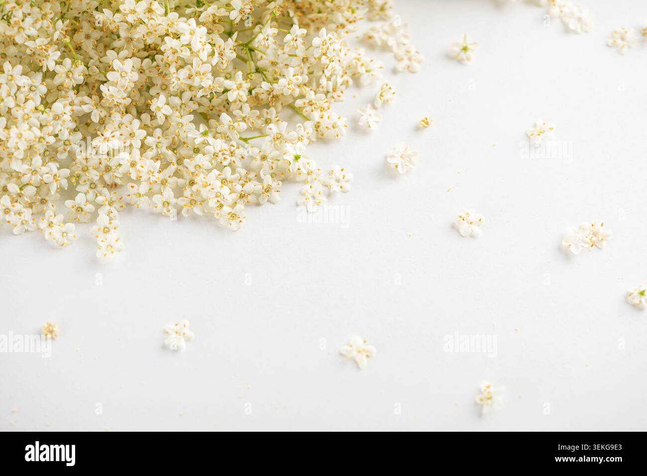 Elderflower blossoms and fresh green leaves, a natural ingredient for ...