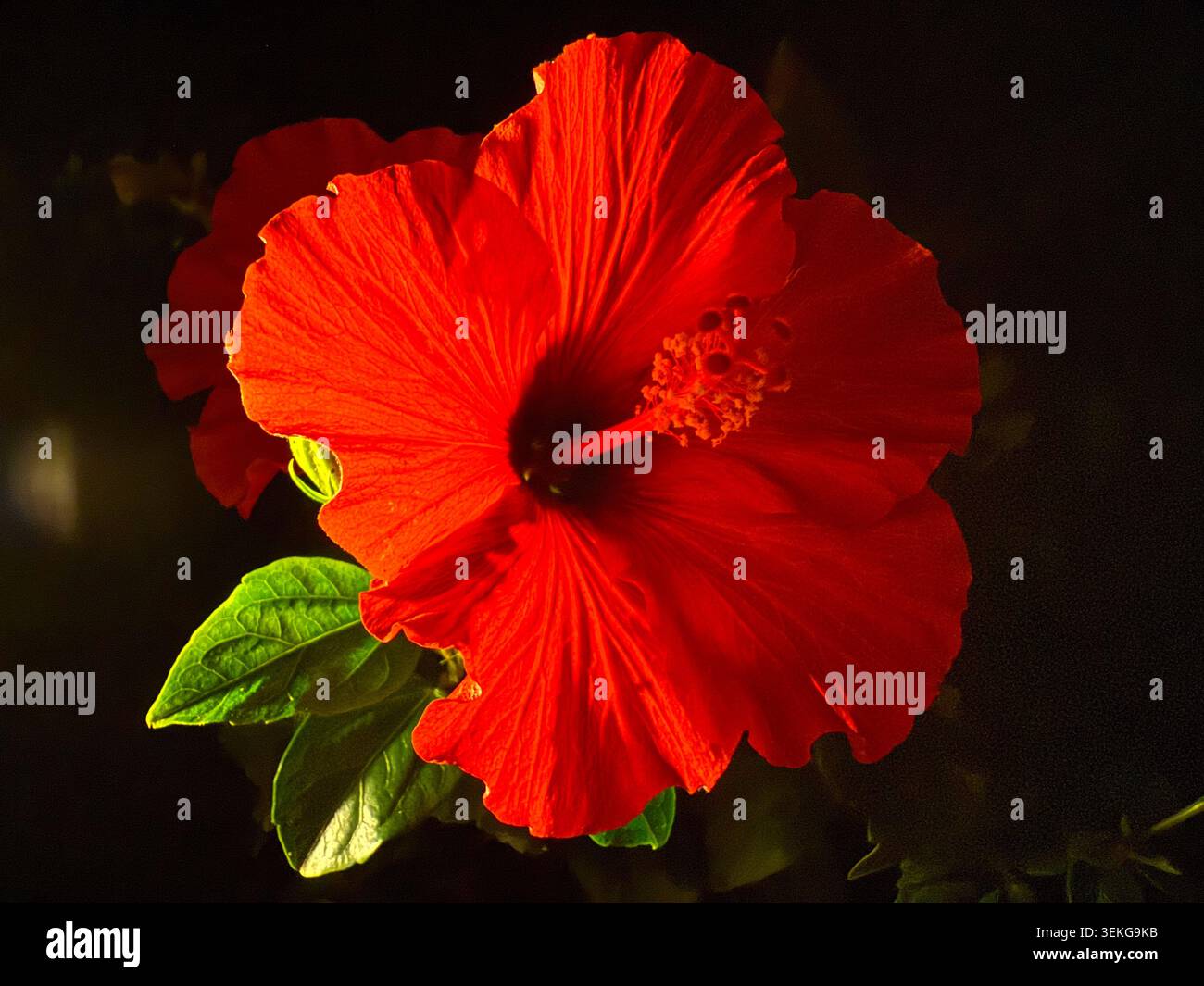 vibrant red hibiscus flower blooming against dark background, concept ...