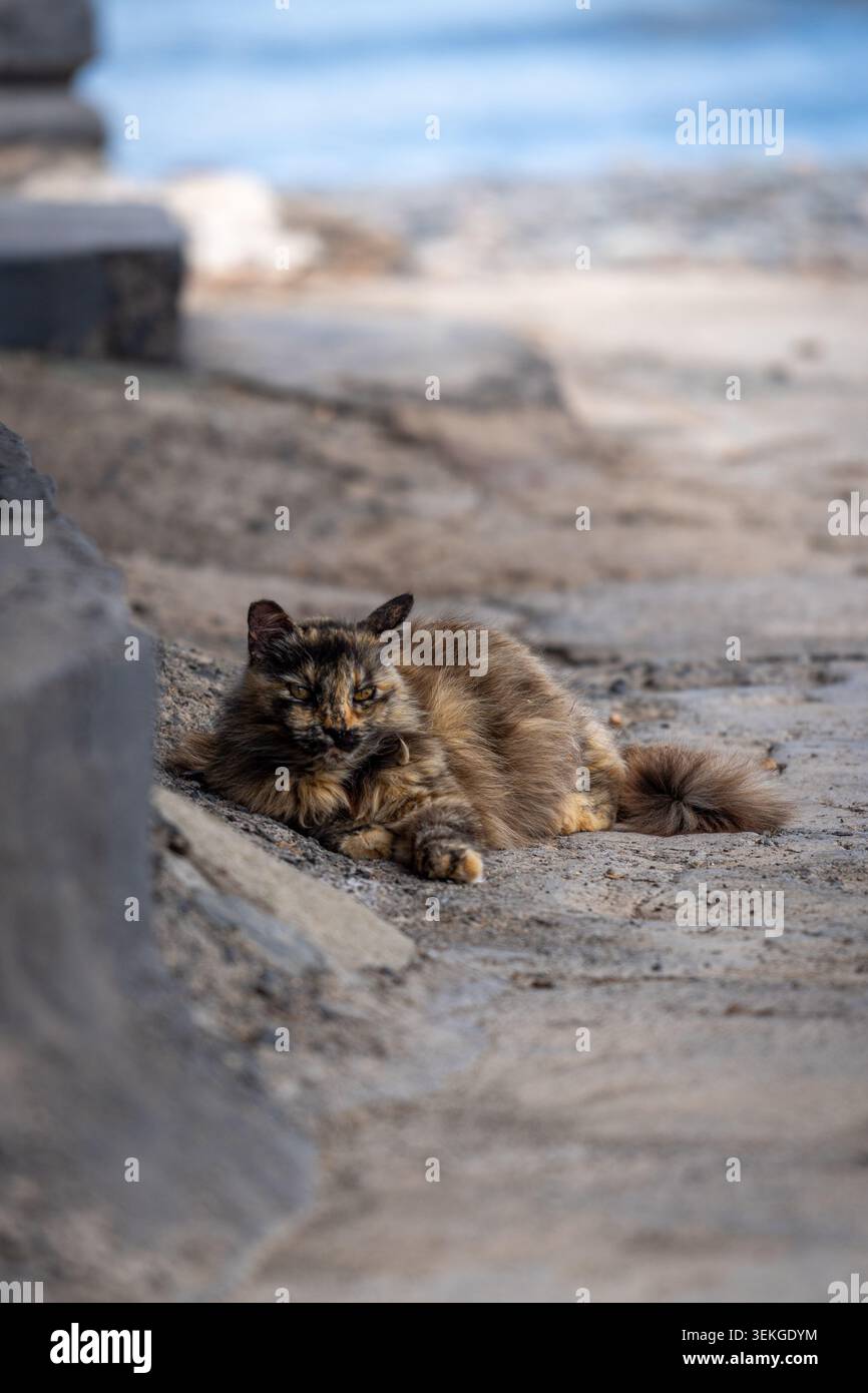 Stray Cat on the Street in El Pajar Gran Canaria Spain Stock Photo - Alamy