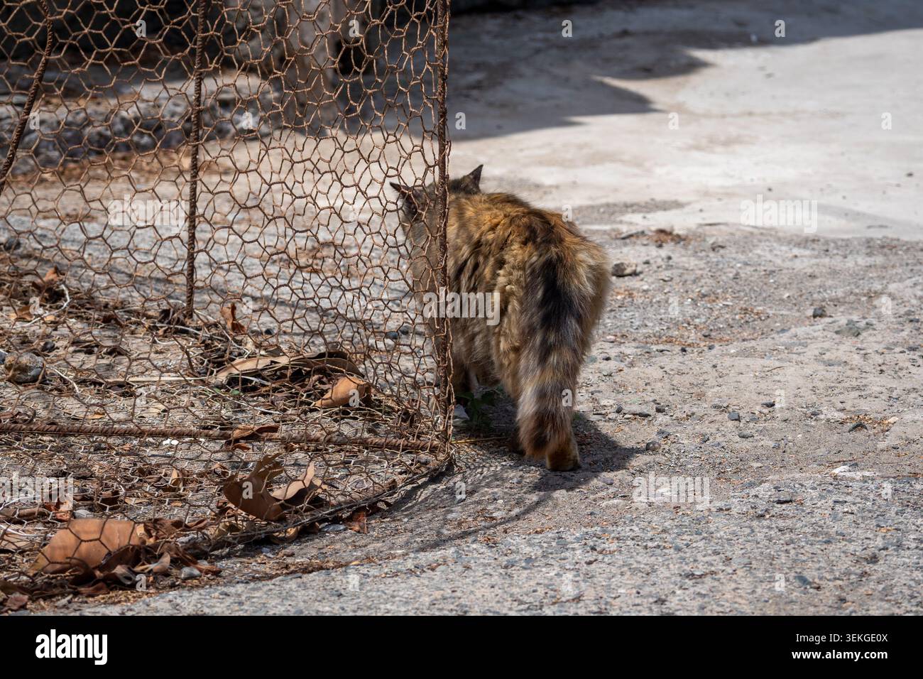 Stray Cat on the Street in El Pajar Gran Canaria Spain Stock Photo - Alamy