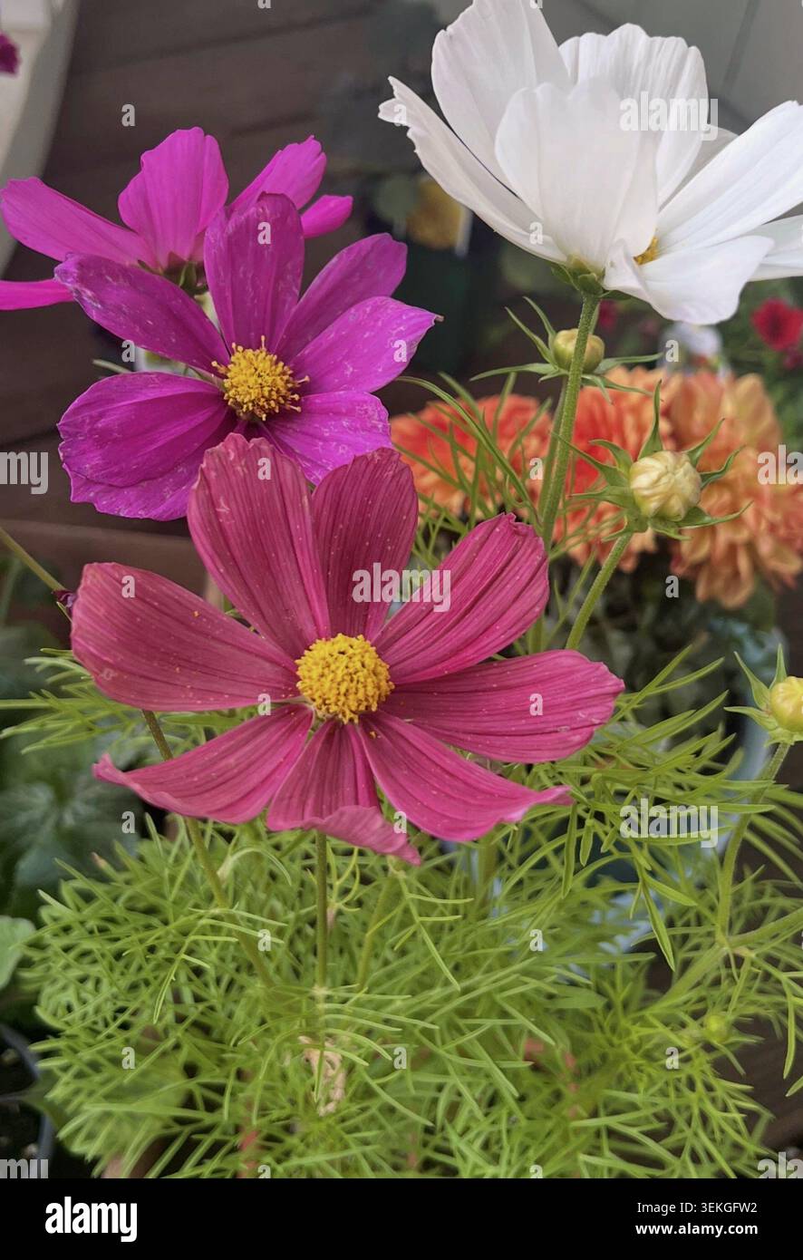 Pink, magenta and white cosmos appear on Long Island, New York, on May ...