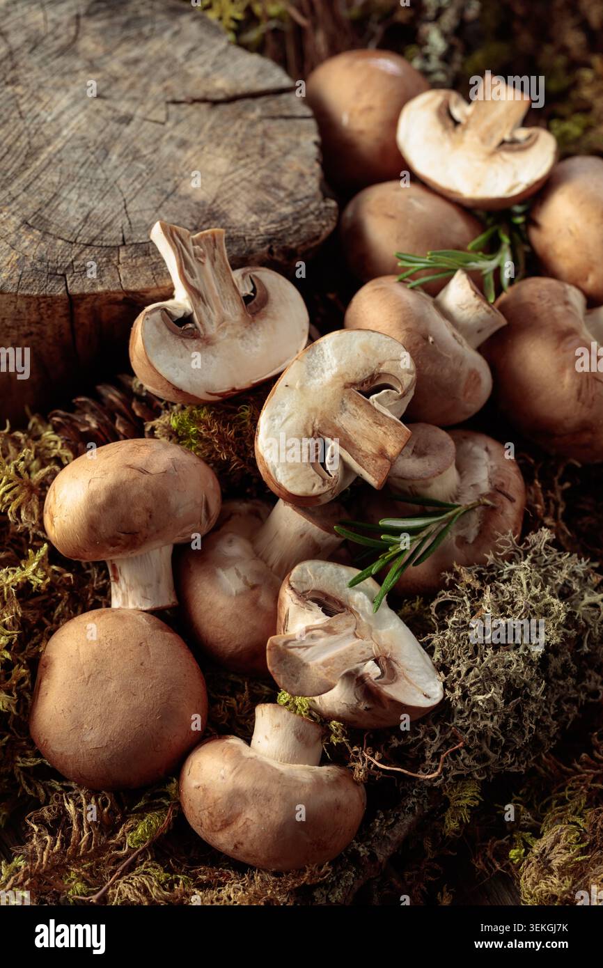 Fresh champignons with rosemary on a moss in forest Stock Photo - Alamy