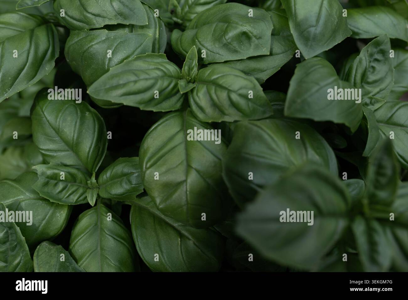 dark green basil leaves background. Full frame texture of fresh ...