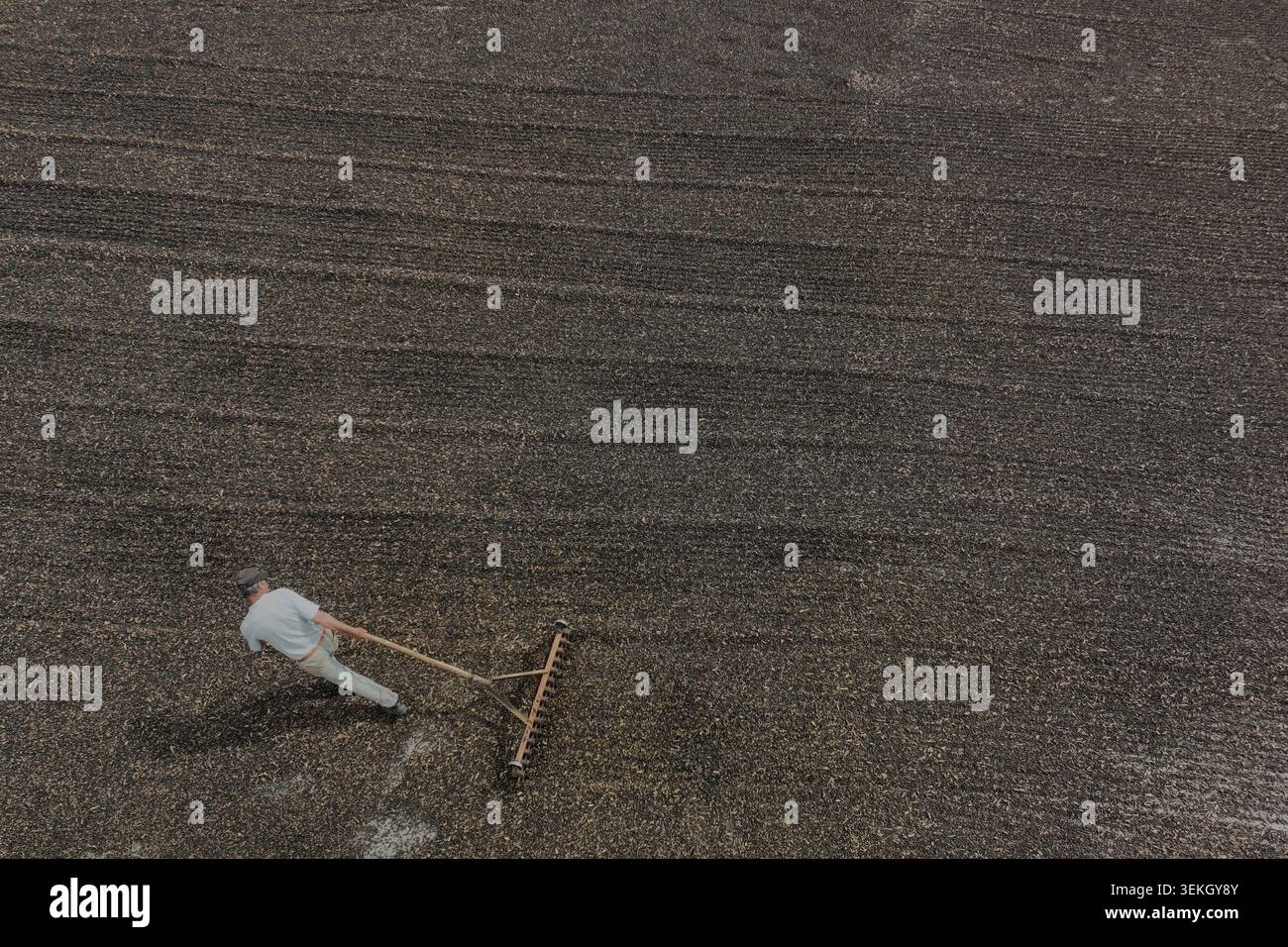 FILE - A farm employee processes coffee berries at Boa Esperanca farm ...
