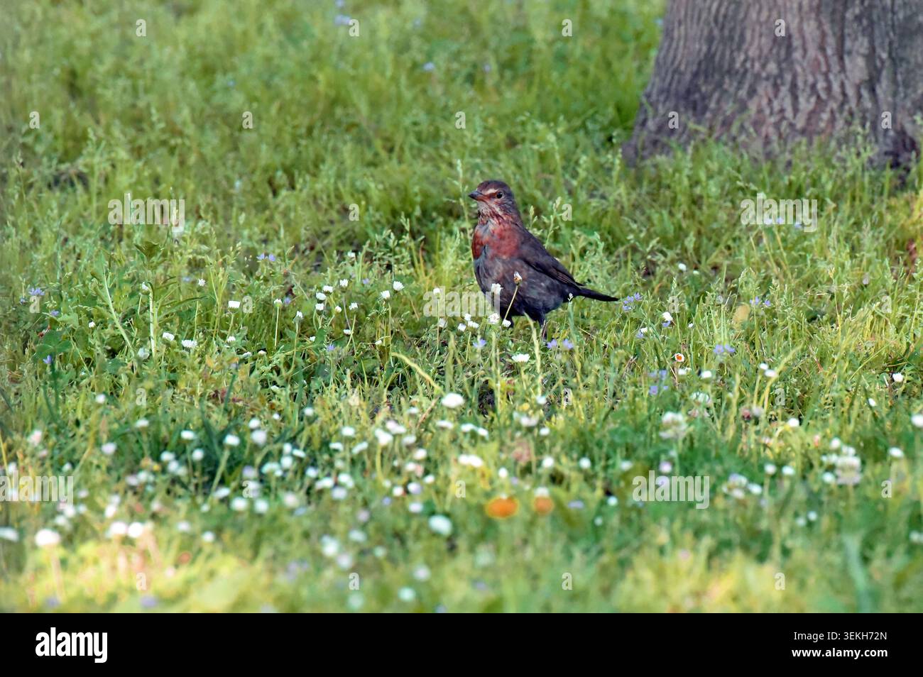 A blackbird is seen along the banks of the Garonne River in Langon ...