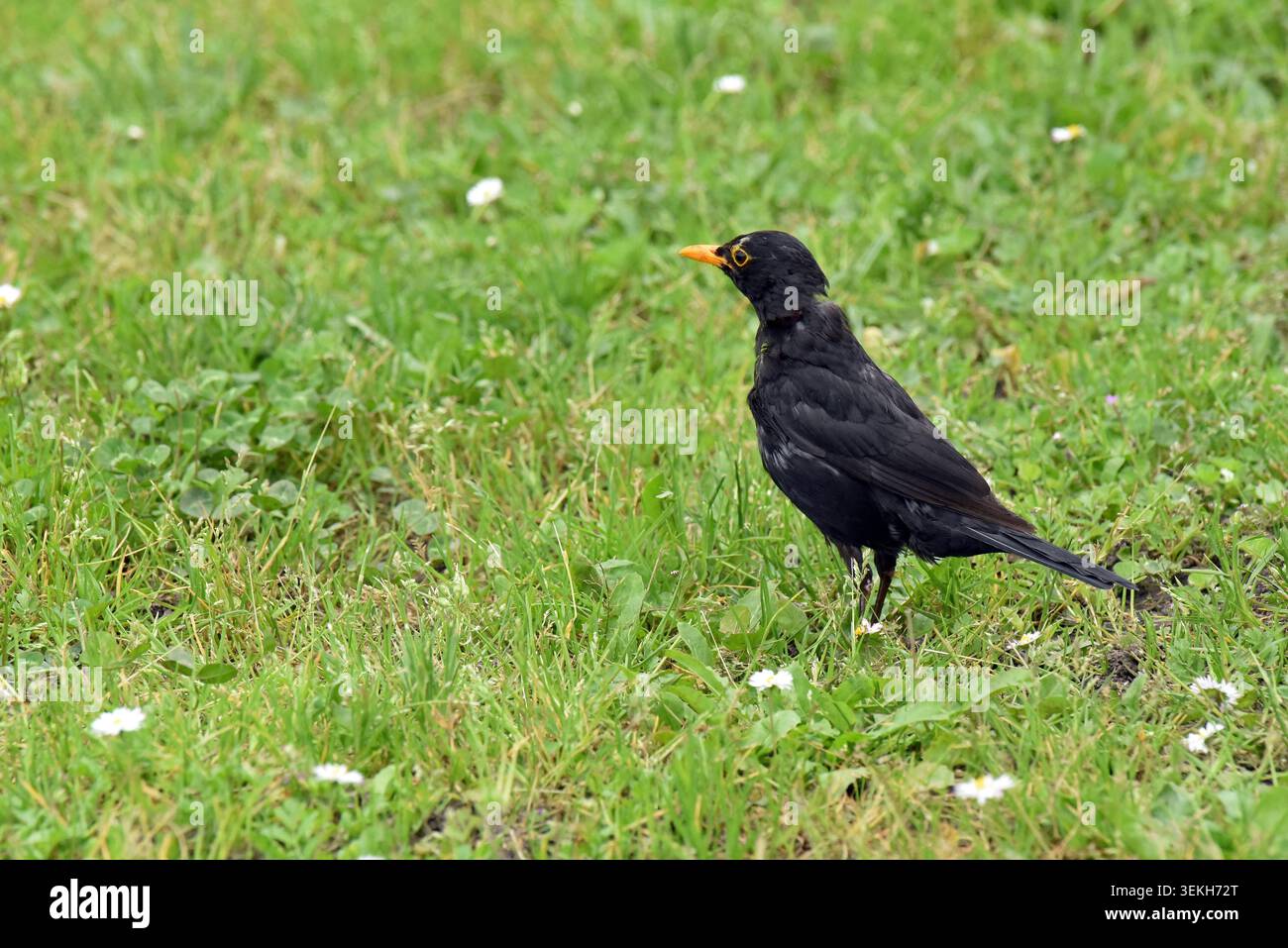 A yellow-billed blackbird is seen along the banks of the Garonne River ...
