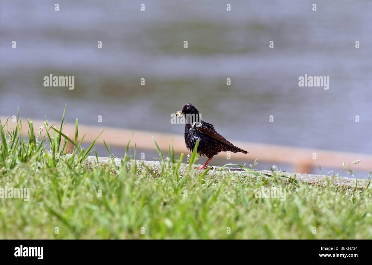 A blackbird is seen along the banks of the Garonne River in Langon ...