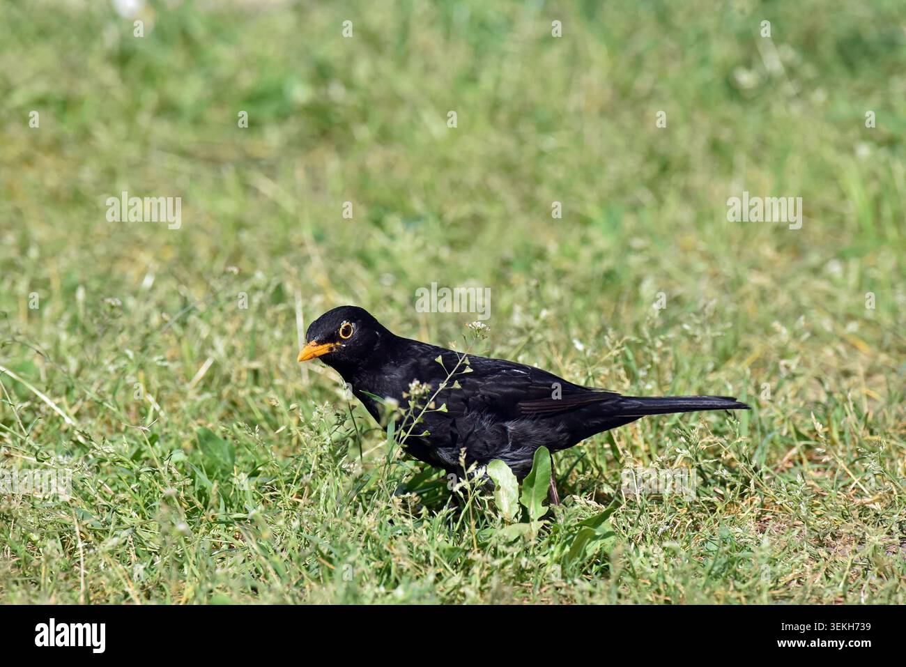 A yellow-billed blackbird is seen along the banks of the Garonne River ...