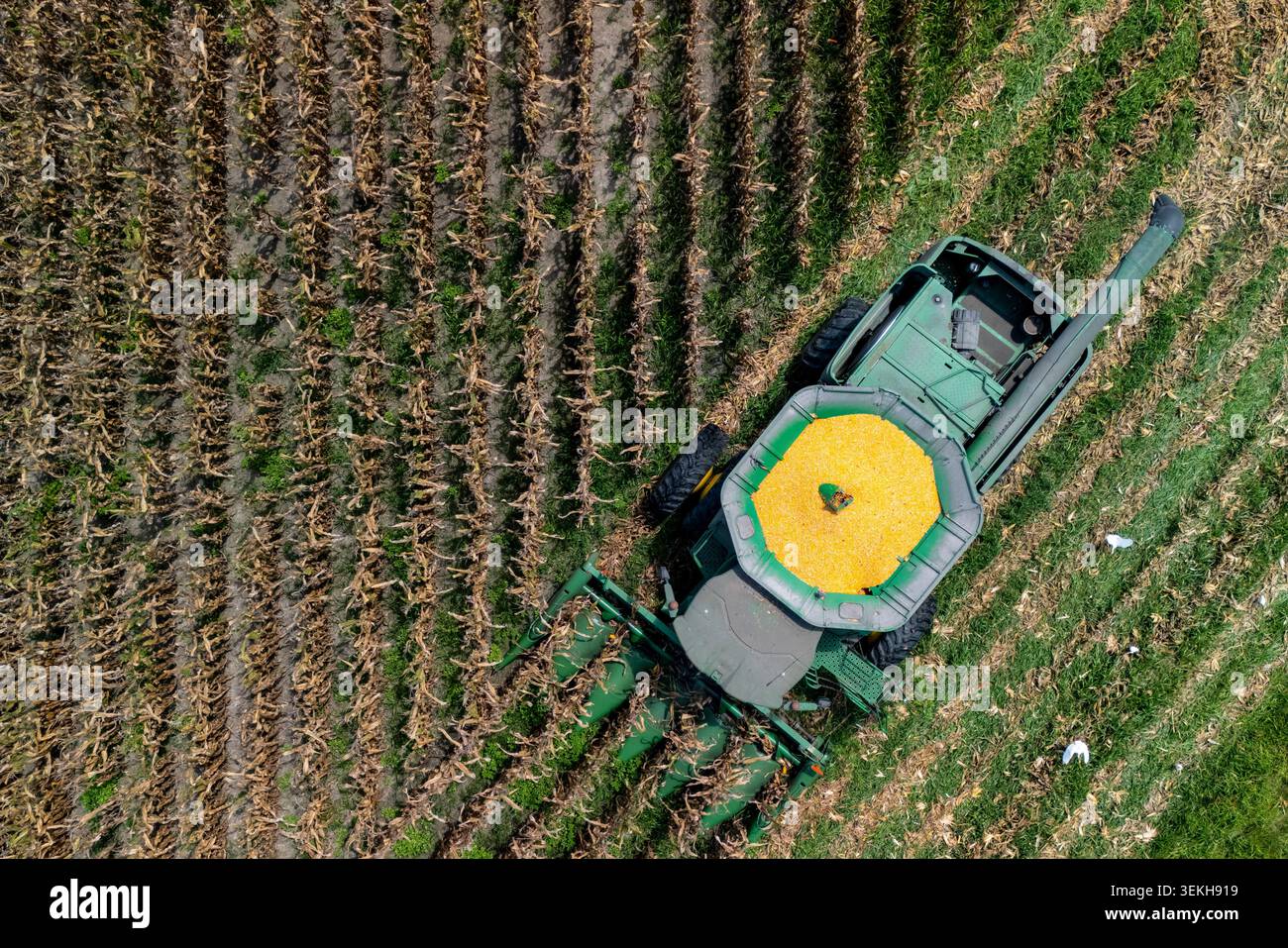 FILE - A farmer harvests seed corn on July 29, 2025 near Albany, Ga ...