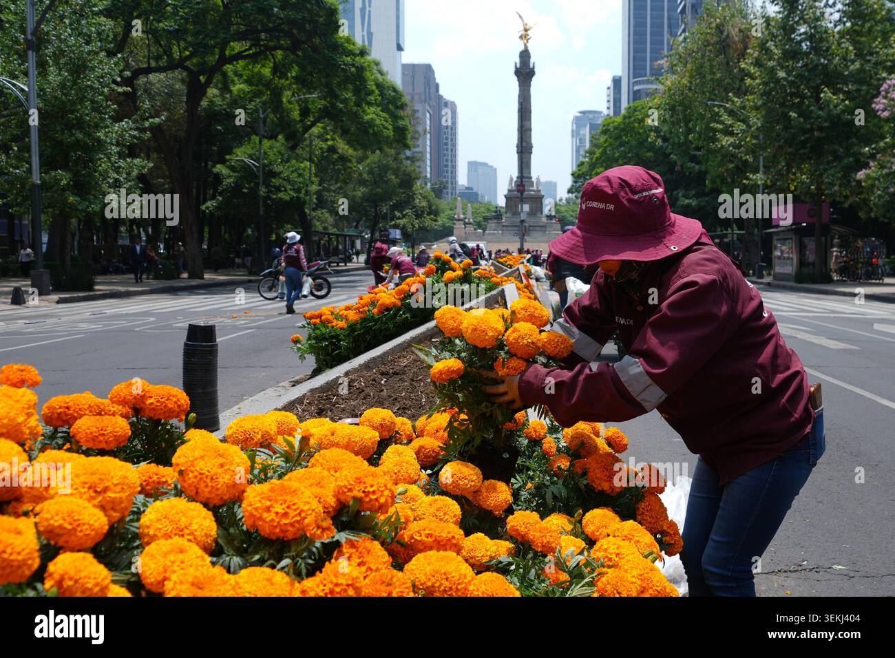 Workers arrange Cempasúchil flowers, or marigolds, along Paseo de la ...