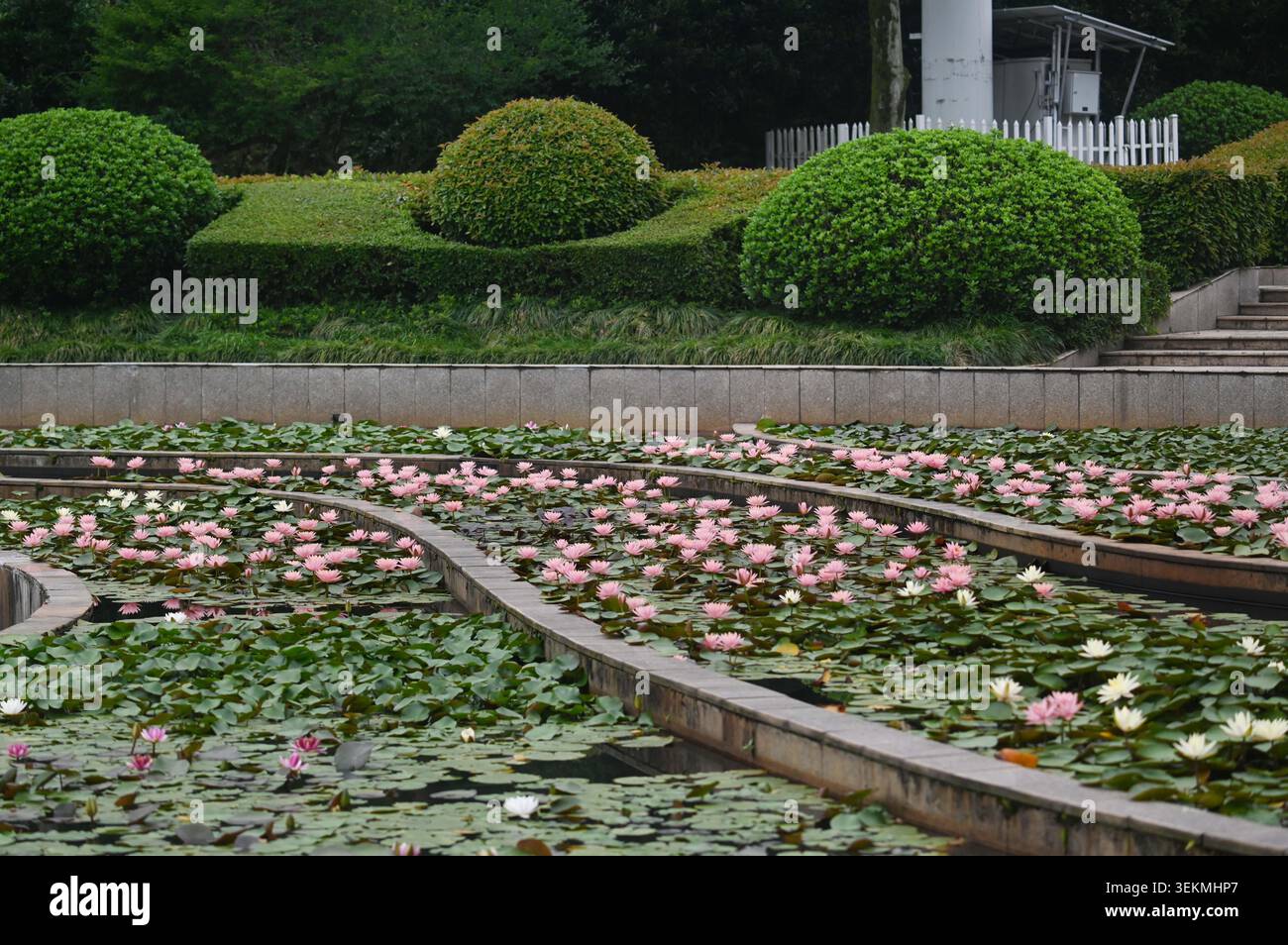 Water lilies in various colors bloom in the terraced pools of Meilang ...
