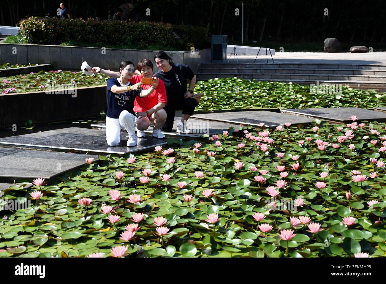 Water lilies in various colors bloom in the terraced pools of Meilang ...