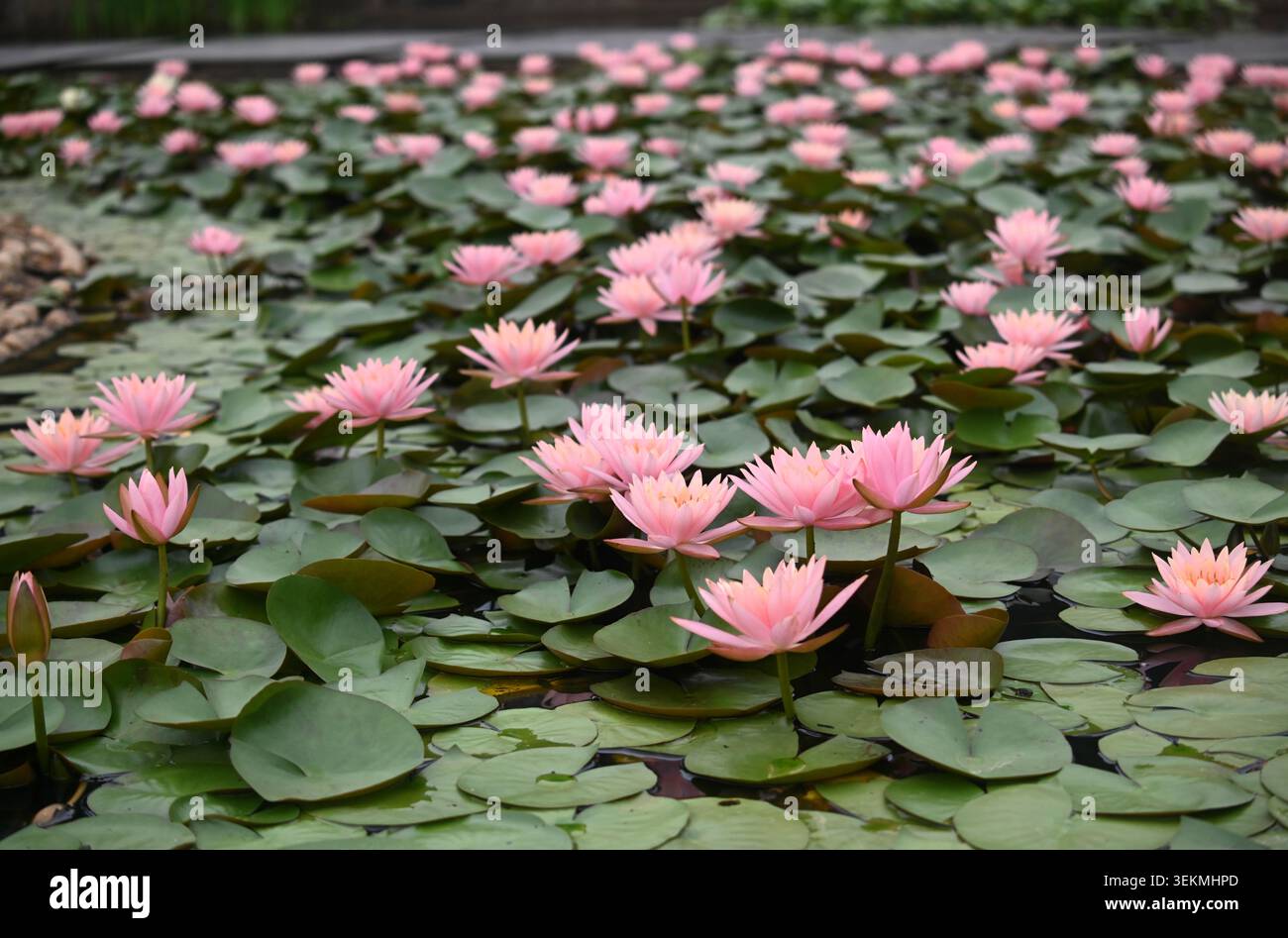 Water lilies in various colors bloom in the terraced pools of Meilang ...