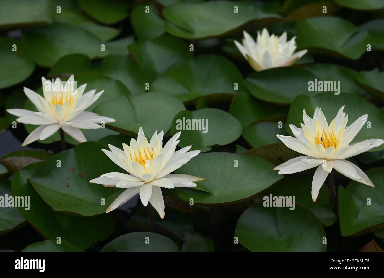 Water lilies in various colors bloom in the terraced pools of Meilang ...